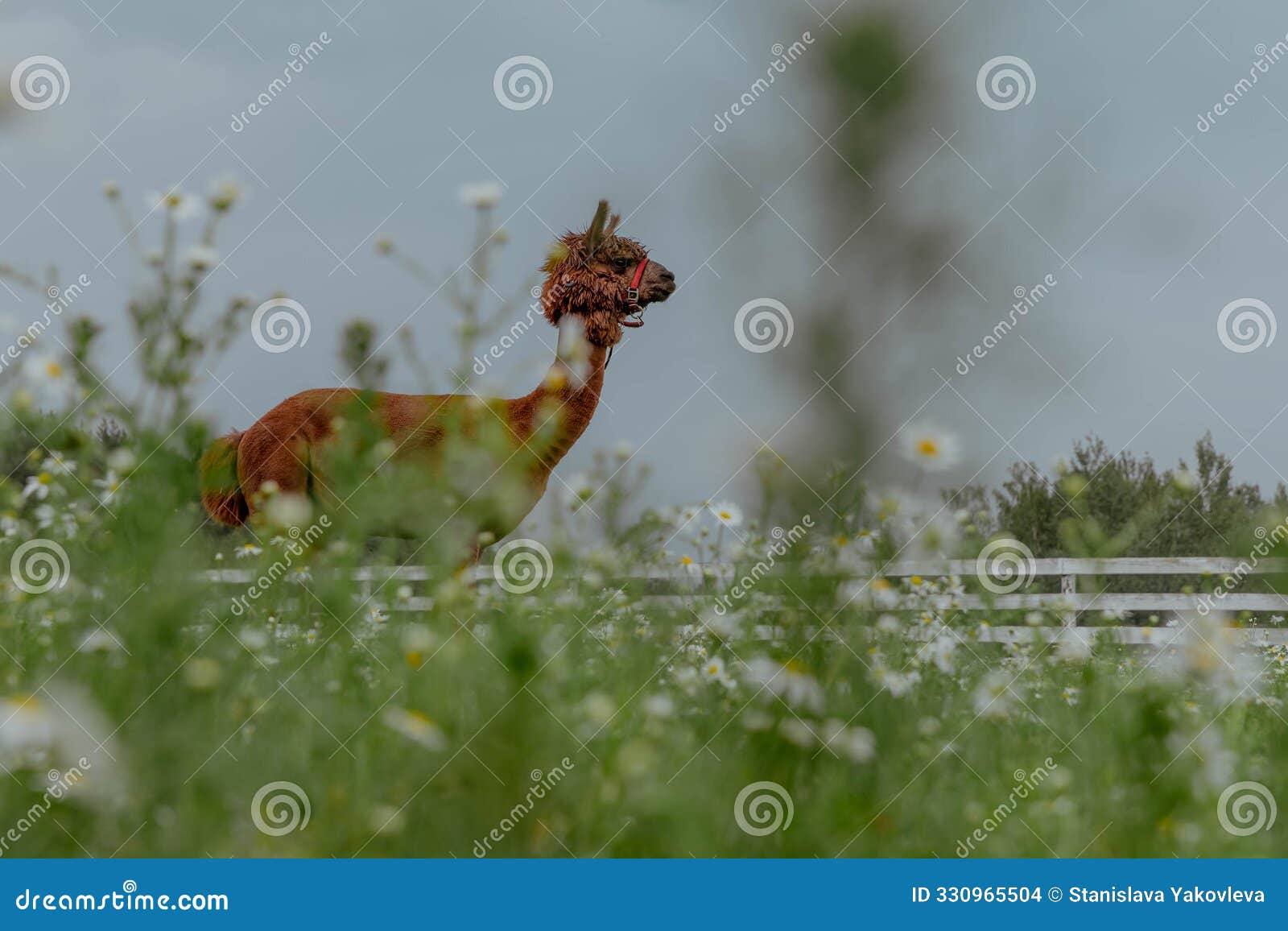 Funny Ginger Lama on a Chamomile Field Stock Photo - Image of nature ...