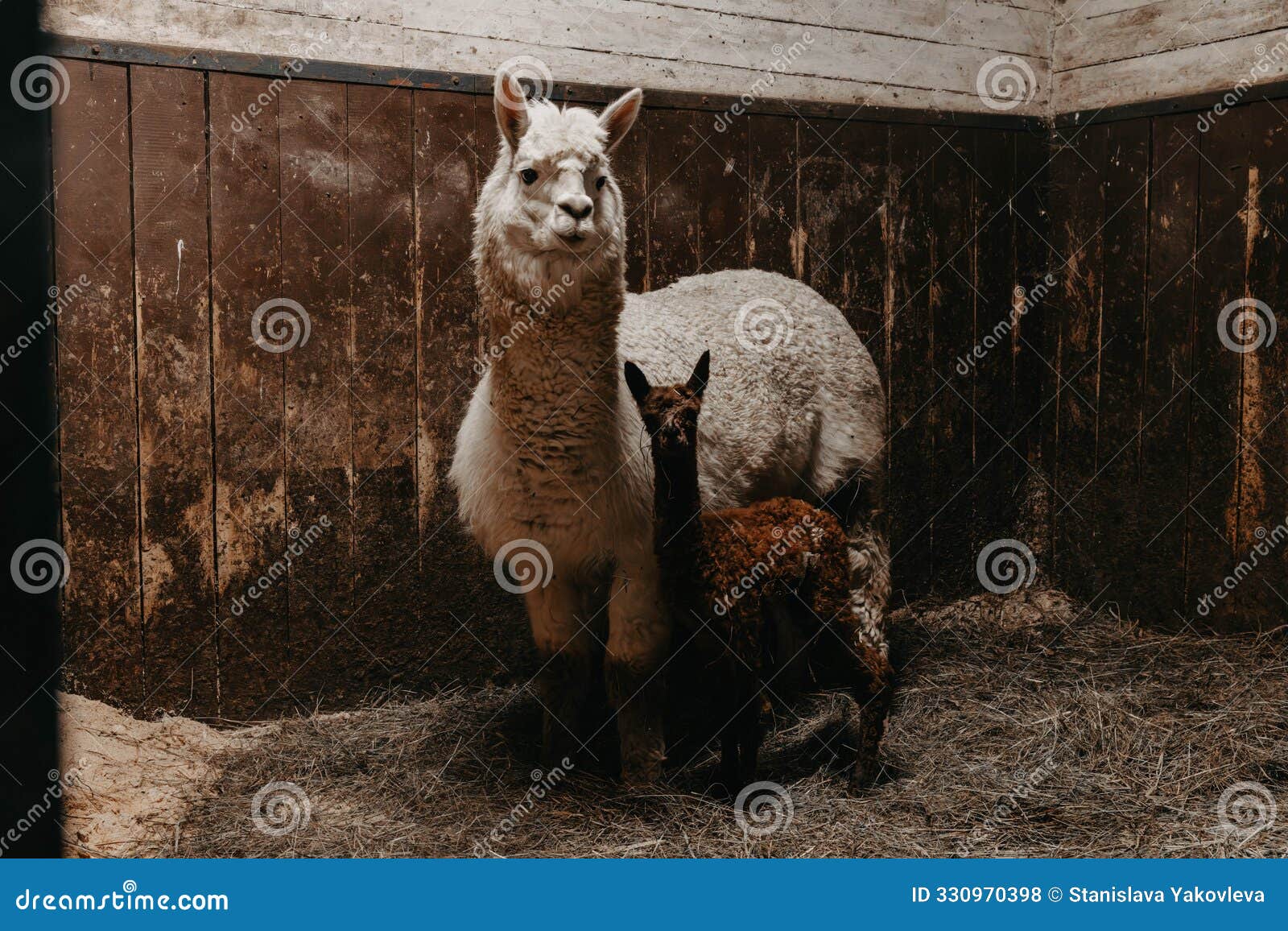 Funny Ginger Lama on a Chamomile Field Stock Photo - Image of livestock ...