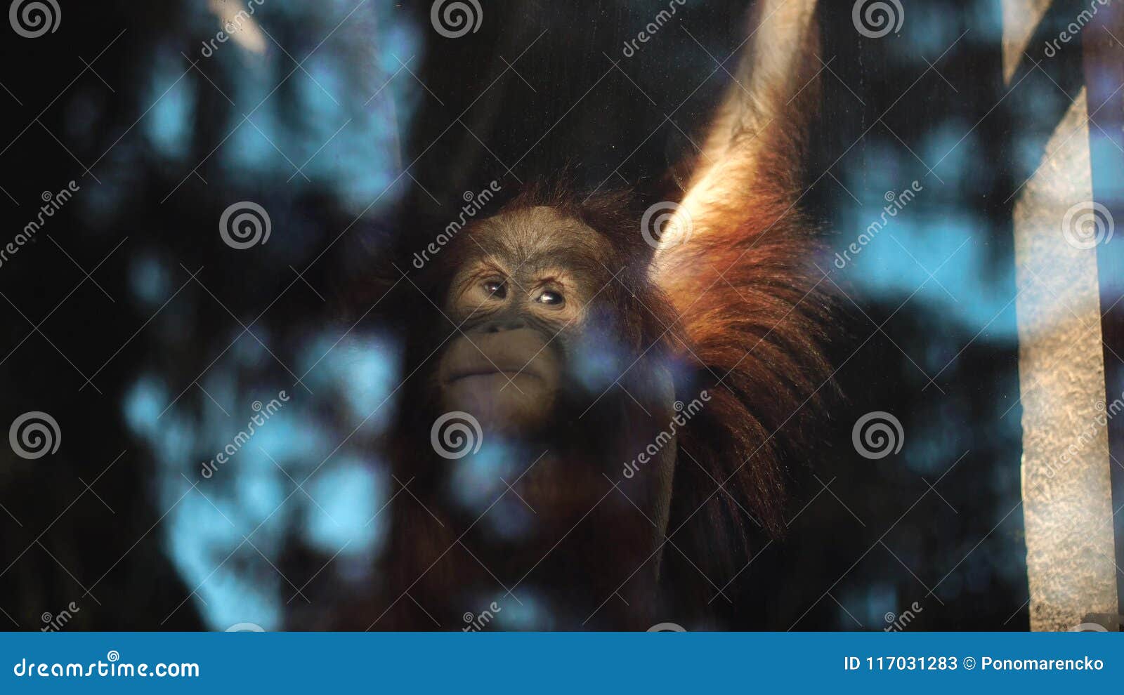 Ginger Monkey Behind the Glass Stock Video - Video of close, leader ...