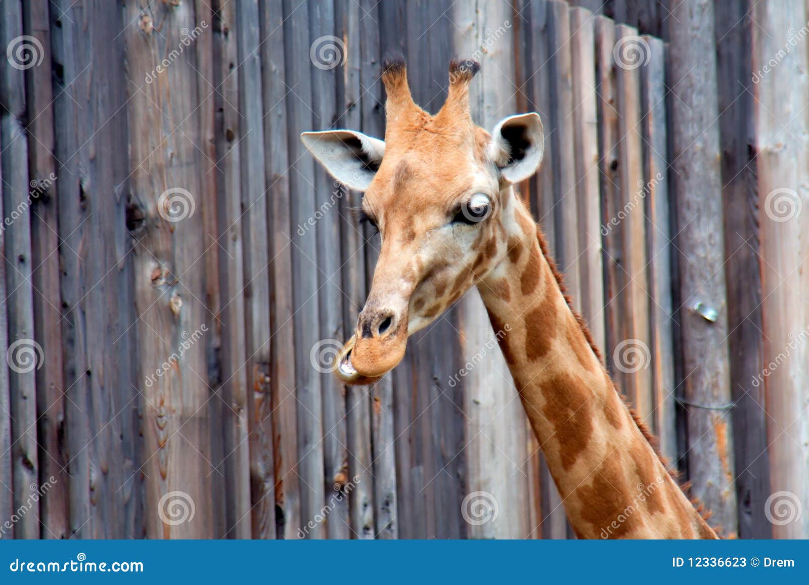 Funny giraffe stock image. Image of wildlife, africa - 12336623
