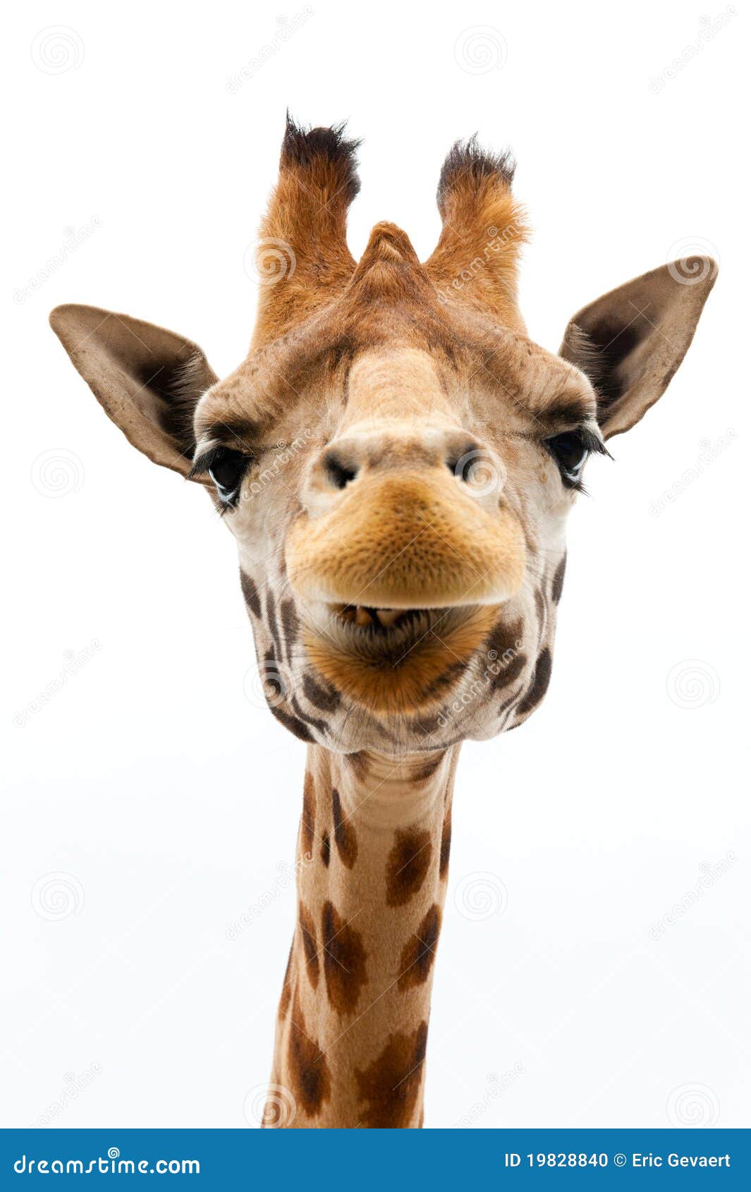 Funny Giraffe stock photo. Image of african, high, ears - 19828840
