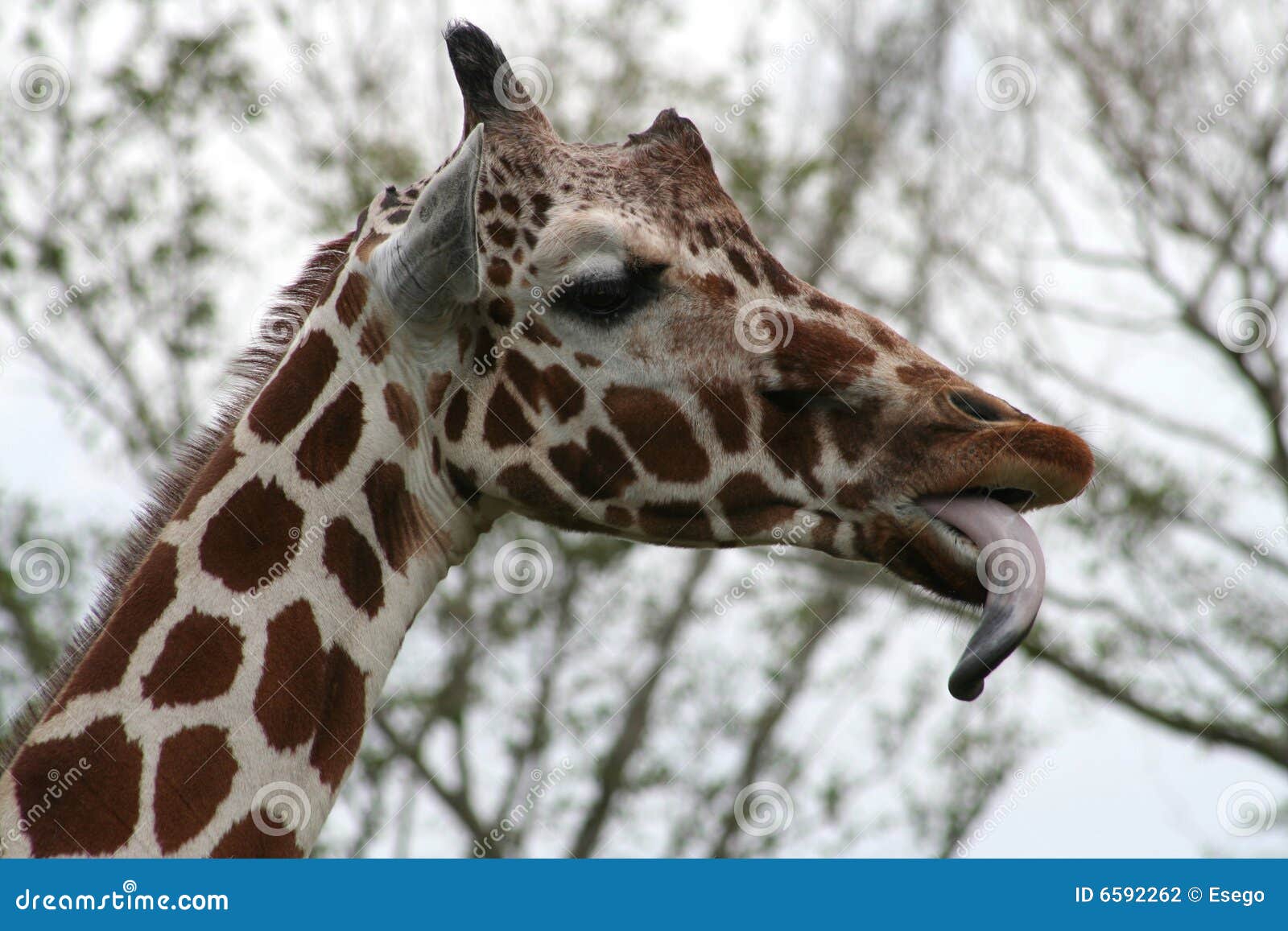 Funny Giraffe stock photo. Image of flora, habitat, legs - 6592262