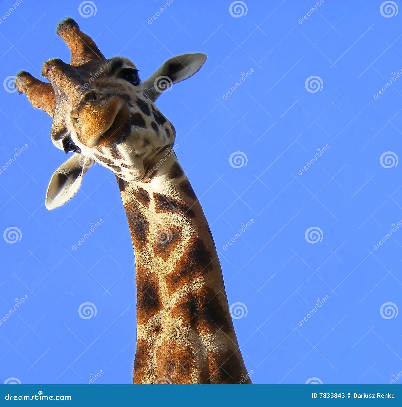 Funny Giraffe stock image. Image of ears, safari, high - 7833843