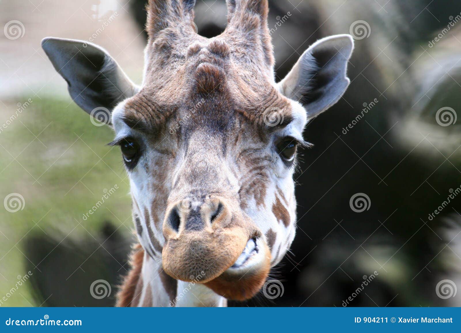 Funny giraffe stock image. Image of wild, long, african - 904211