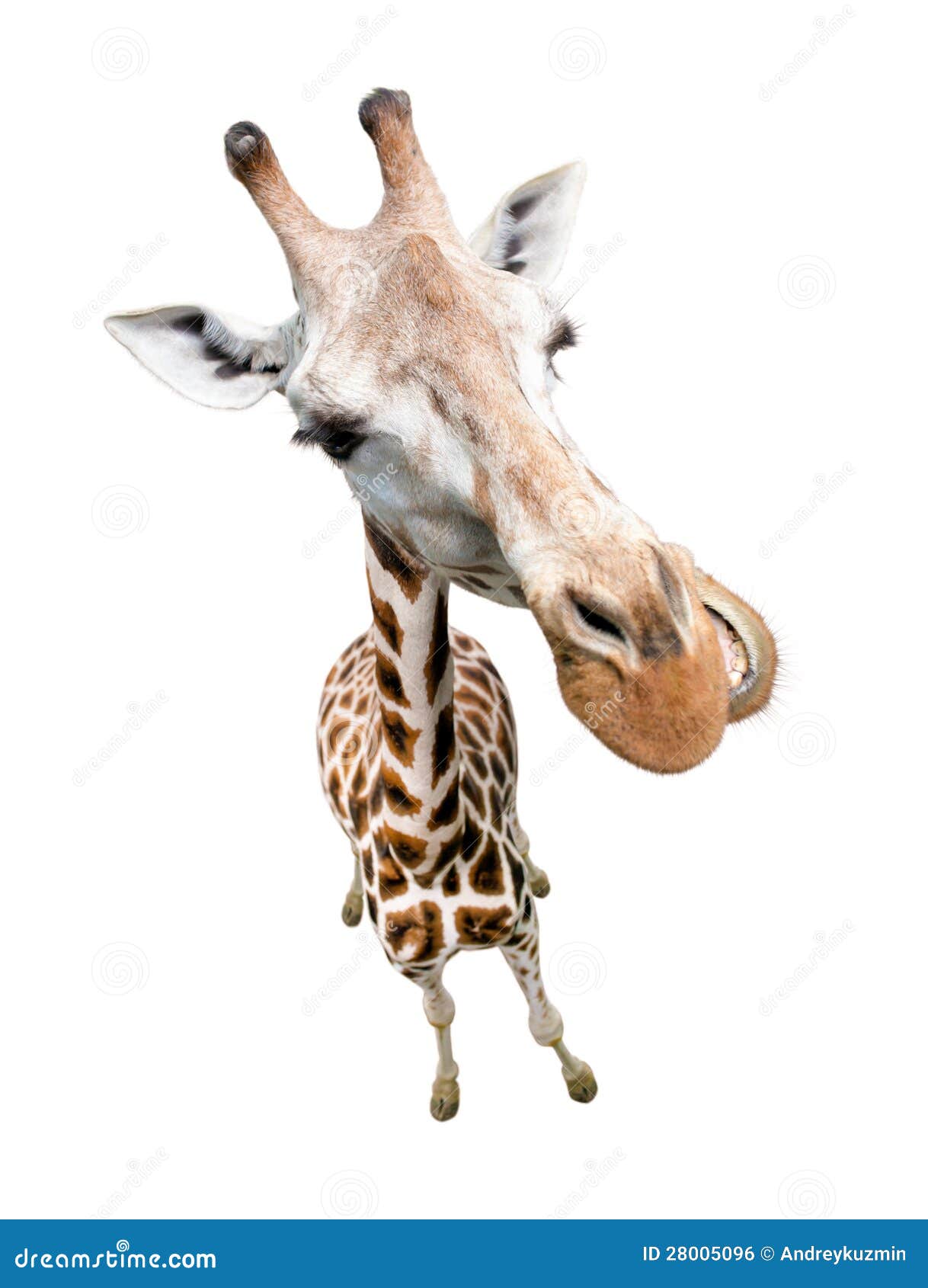 Giraffe Closeup Side View Of Face Royalty-Free Stock Photography ...