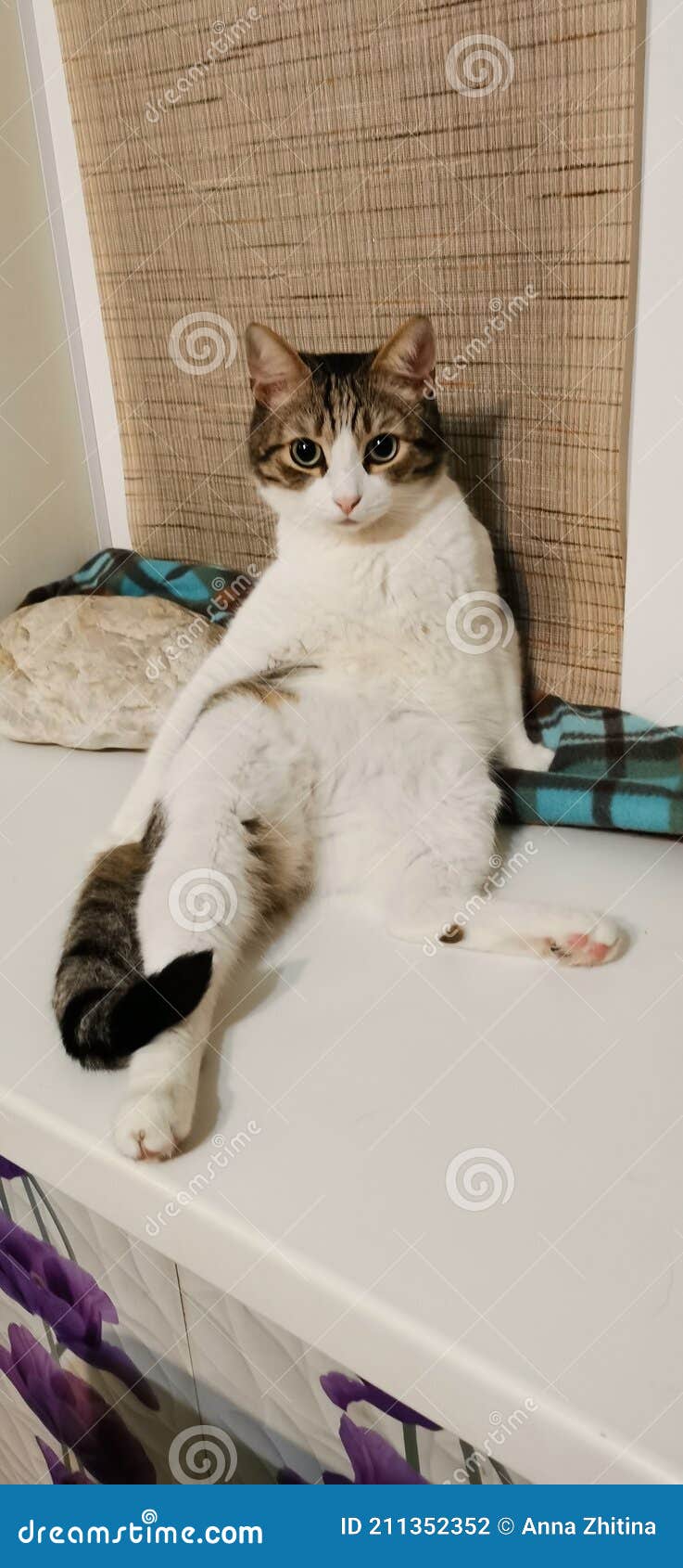 Funny glamorous cat stock photo. Image of textile, room - 211352352