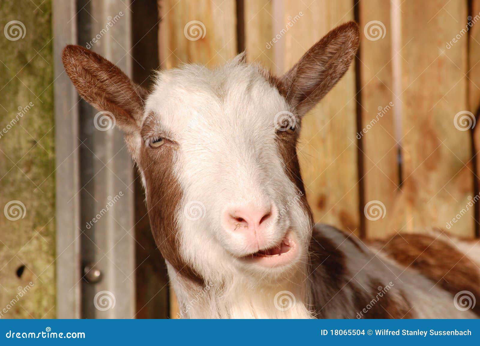 Funny goat stock photo. Image of funny, face, chewing - 18065504