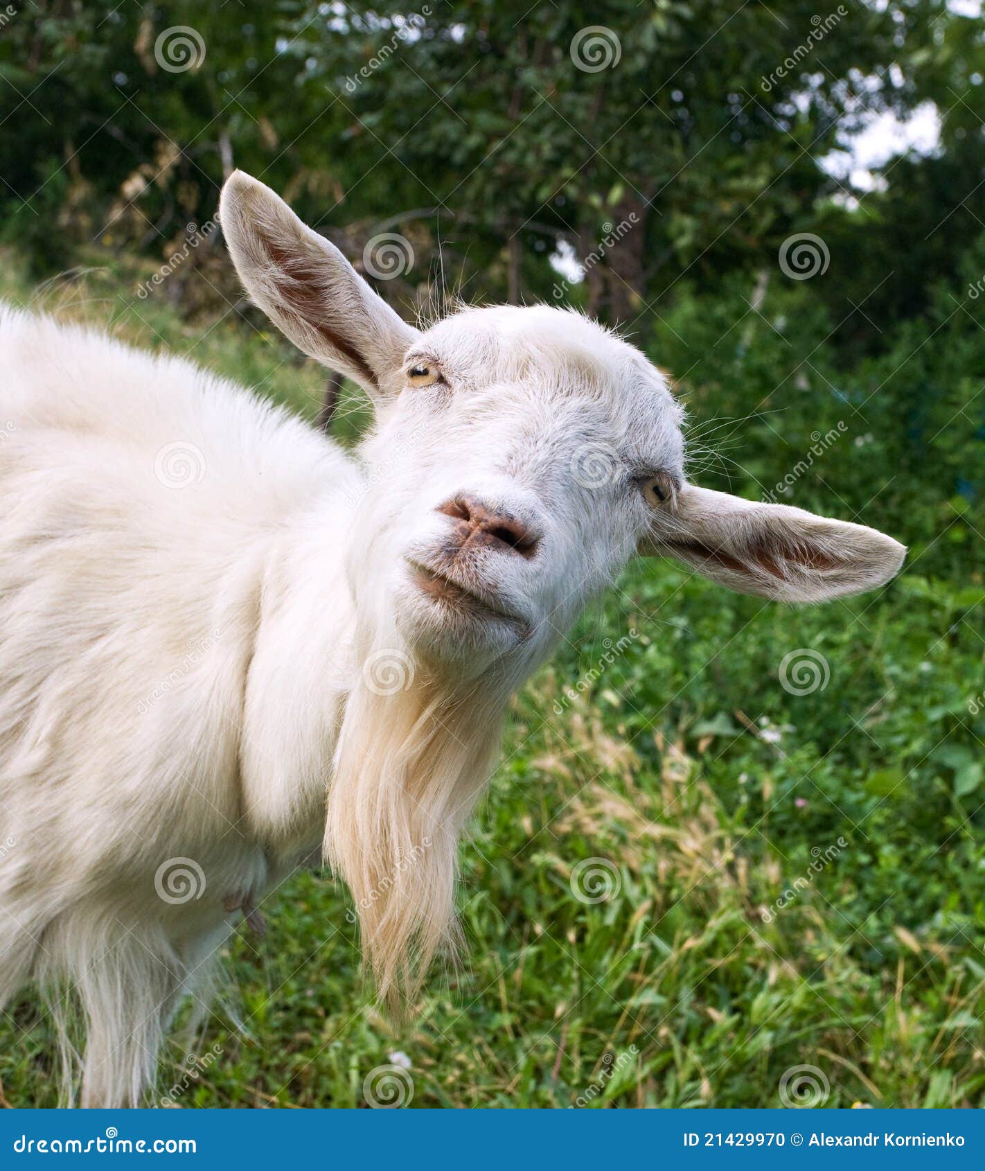Funny goat stock photo. Image of countryside, pasture - 21429970