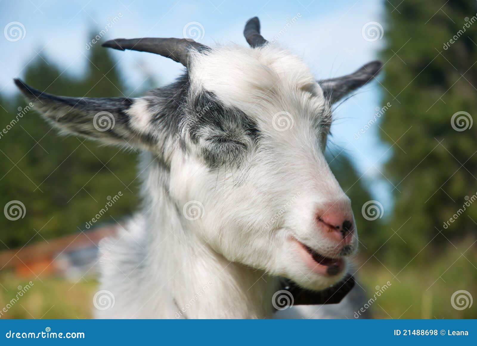 Funny goat stock photo. Image of barnyard, goats, farm - 21488698