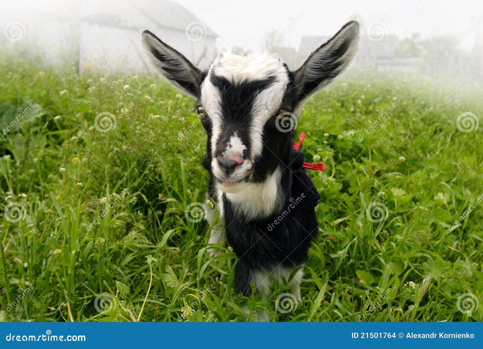 Funny goat stock photo. Image of agriculture, mammal - 21501764