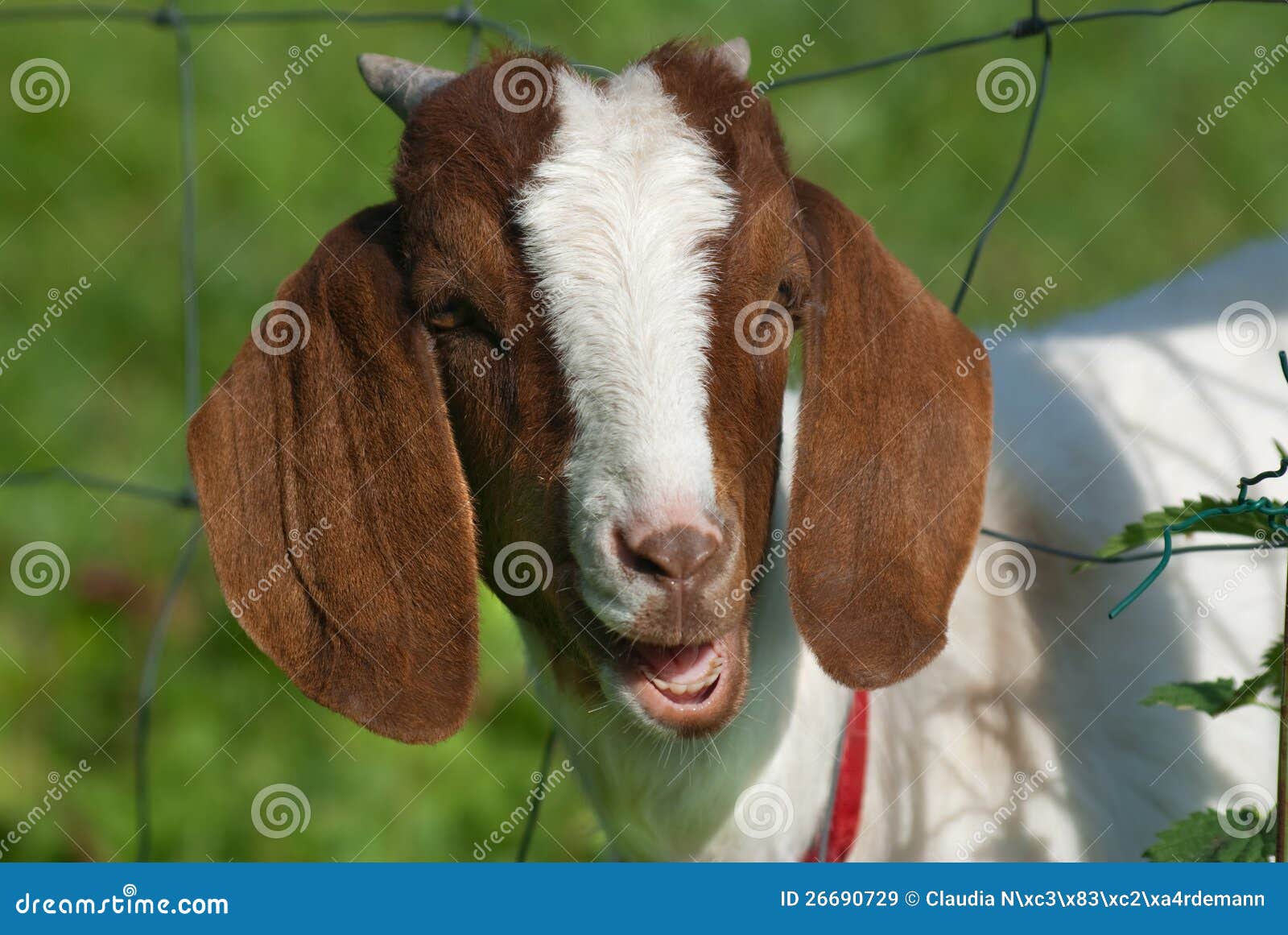 Funny goat stock image. Image of mammal, goat, head, animal - 26690729