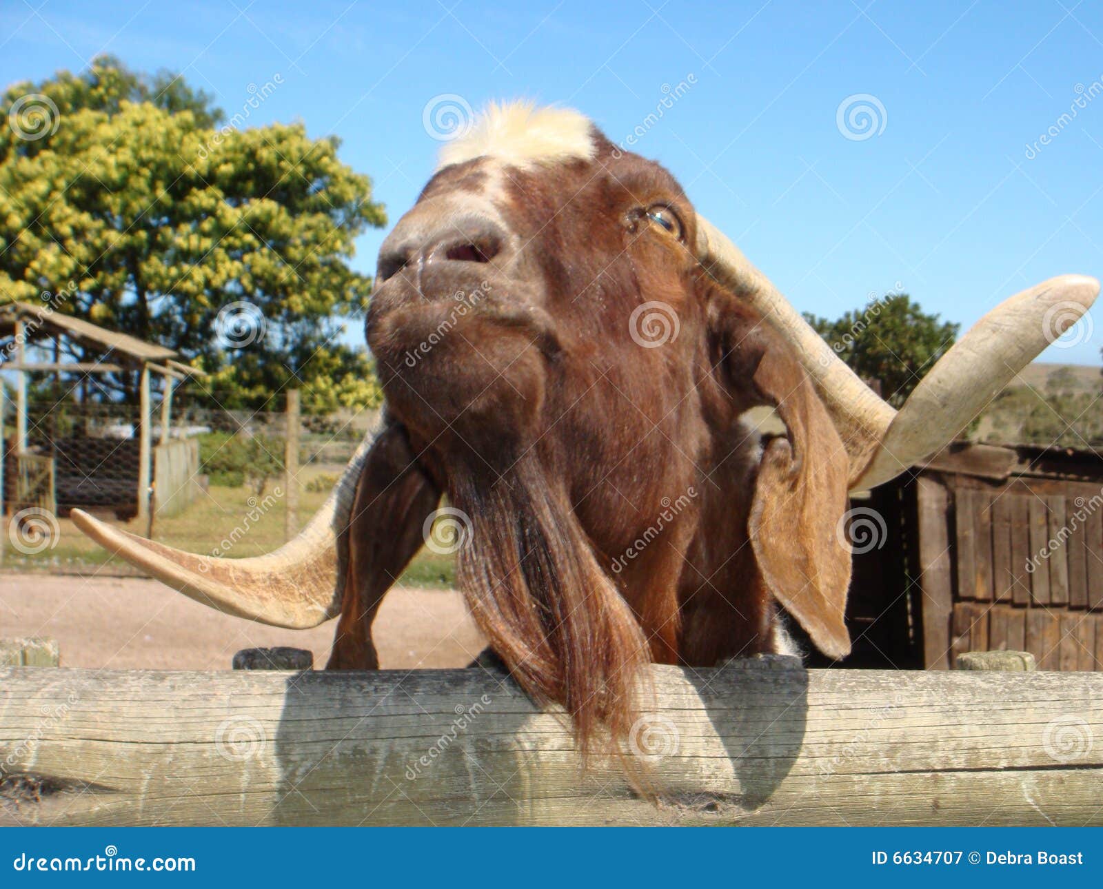 Funny goat stock image. Image of eyes, goat, smell, loving - 6634707