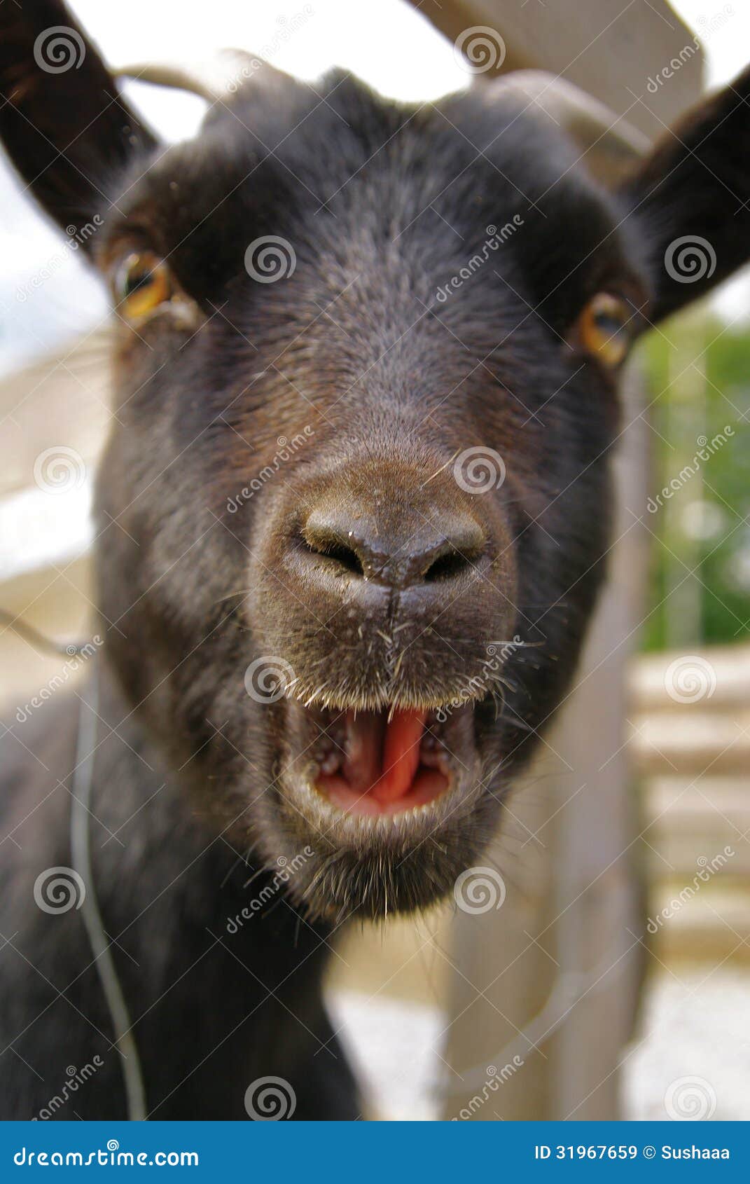 Funny goat portrait stock image. Image of black, cute - 31967659