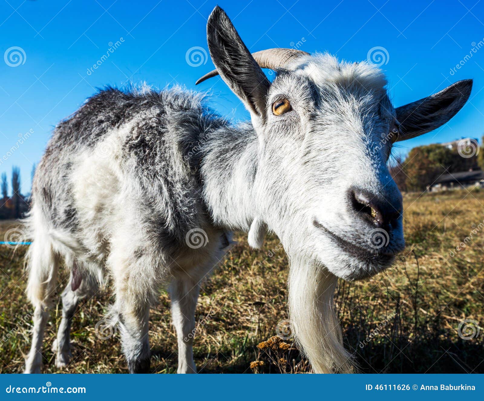 Funny goat s portrait stock photo. Image of angle, bloodstock - 46111626