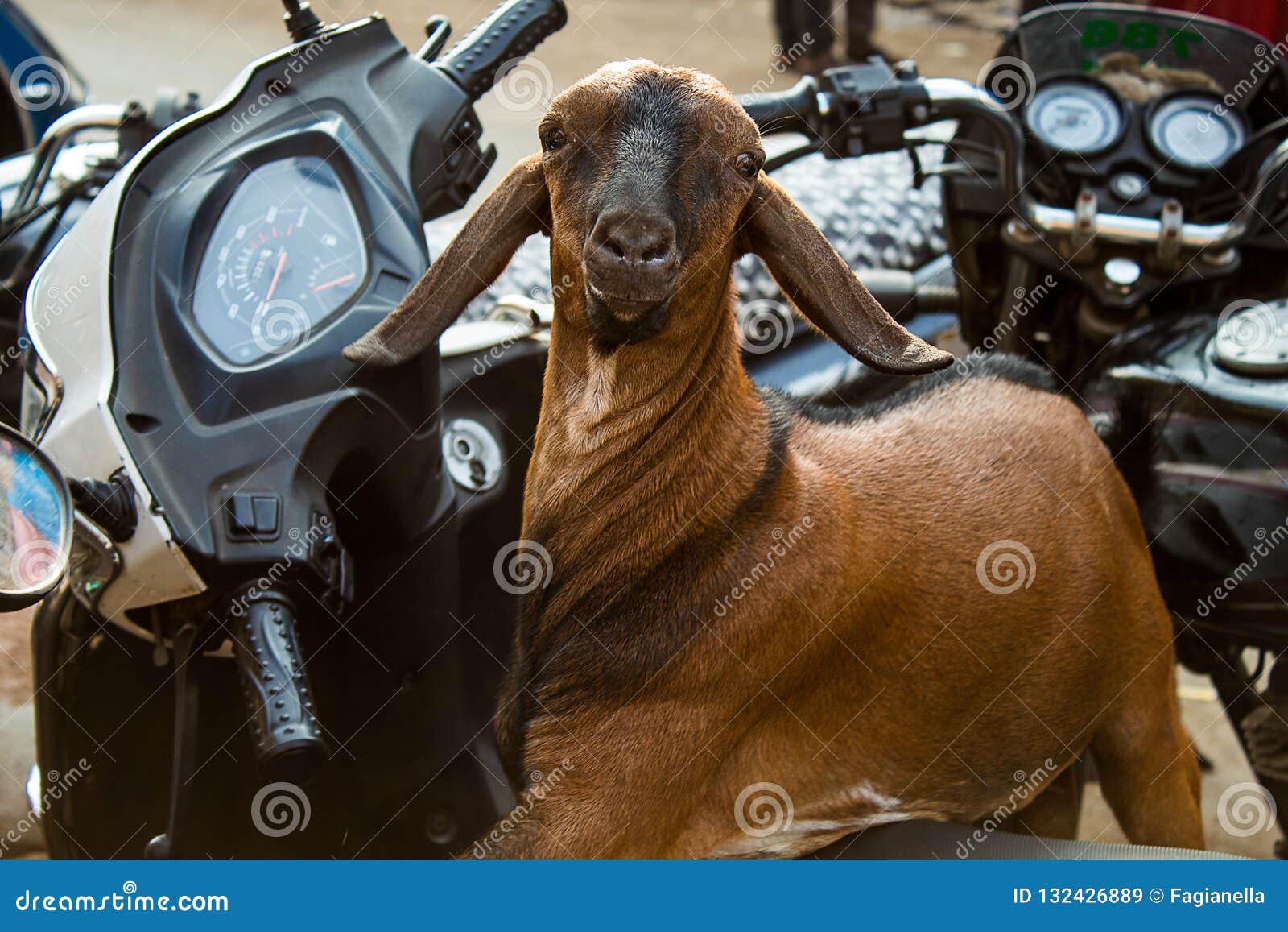 Funny Goat Sitting on a Scooter in Mumbai, India Stock Image - Image of ...