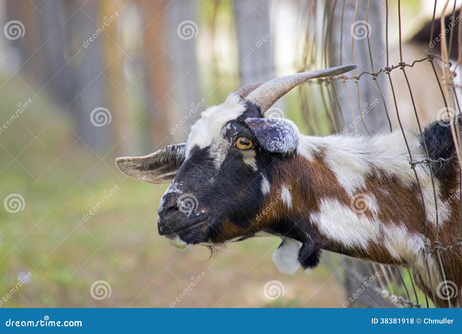Funny Goat Staring at Camera Stock Photo - Image of neck, closeup: 38381918