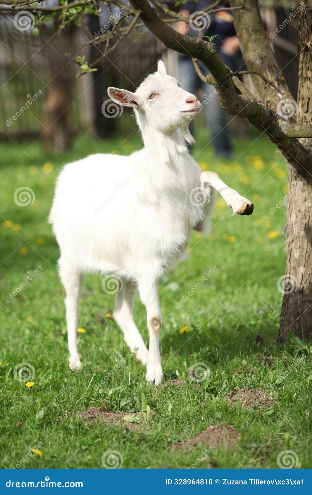 Funny Goat with a Tree in Spring Stock Photo - Image of eating, goat ...