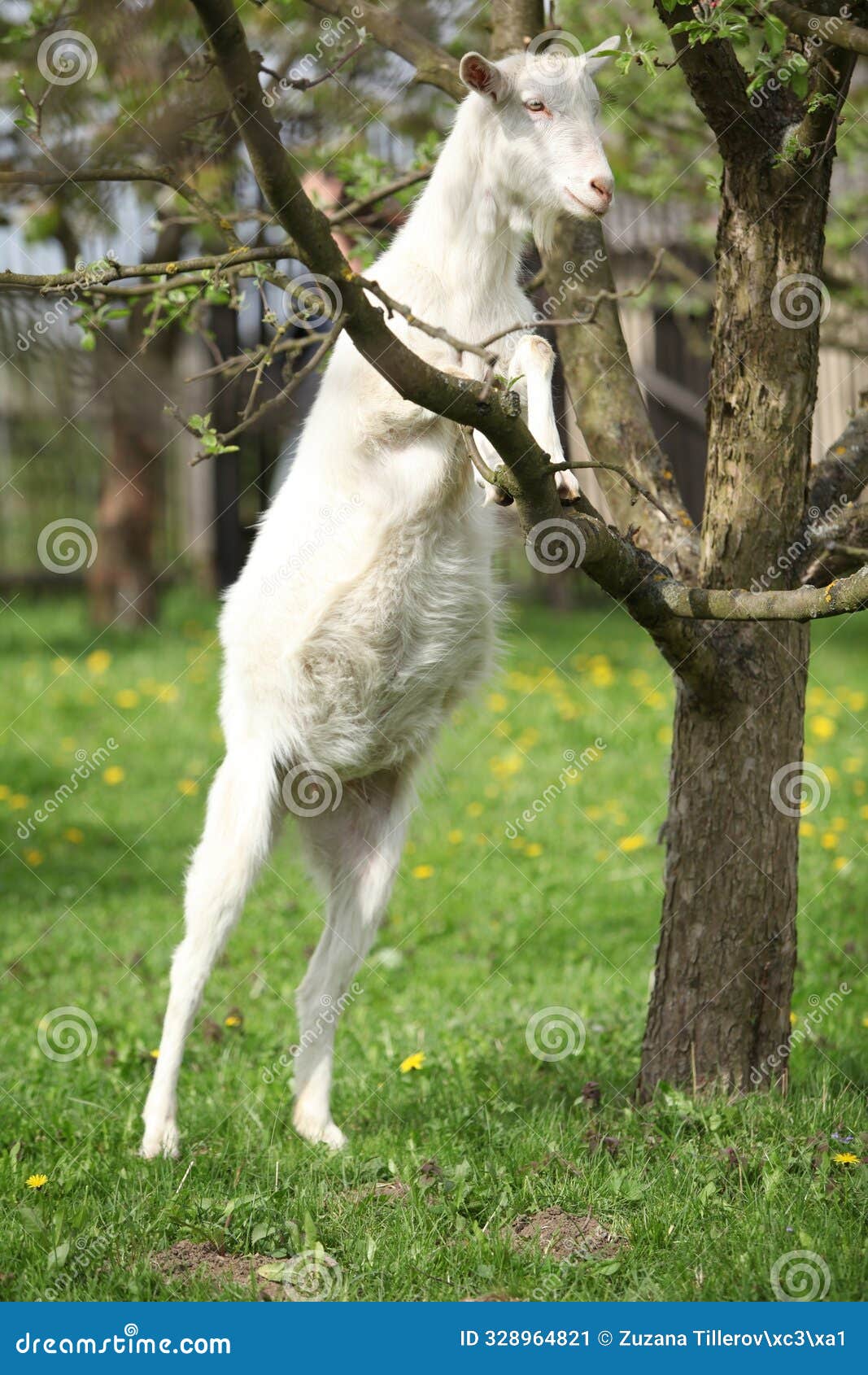 Funny Goat with a Tree in Spring Stock Image - Image of adorable, white ...