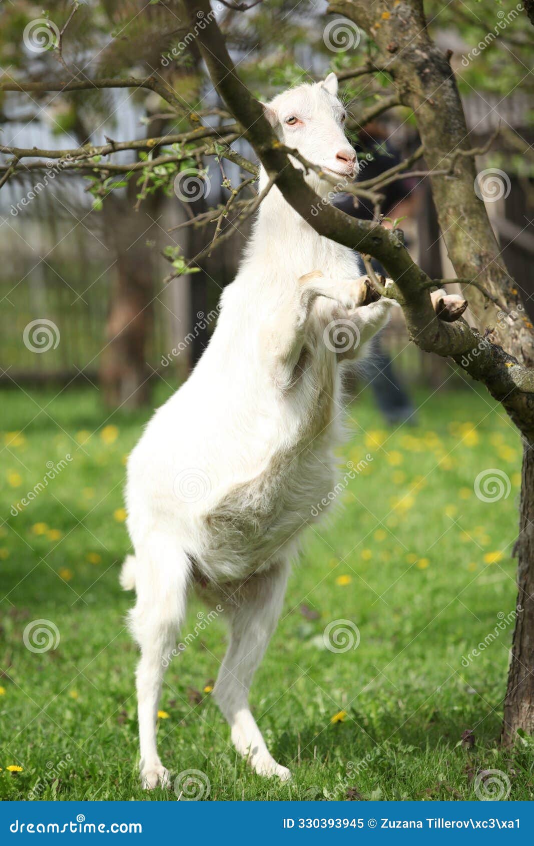 Funny Goat with a Tree in Spring Stock Image - Image of stand, feed ...
