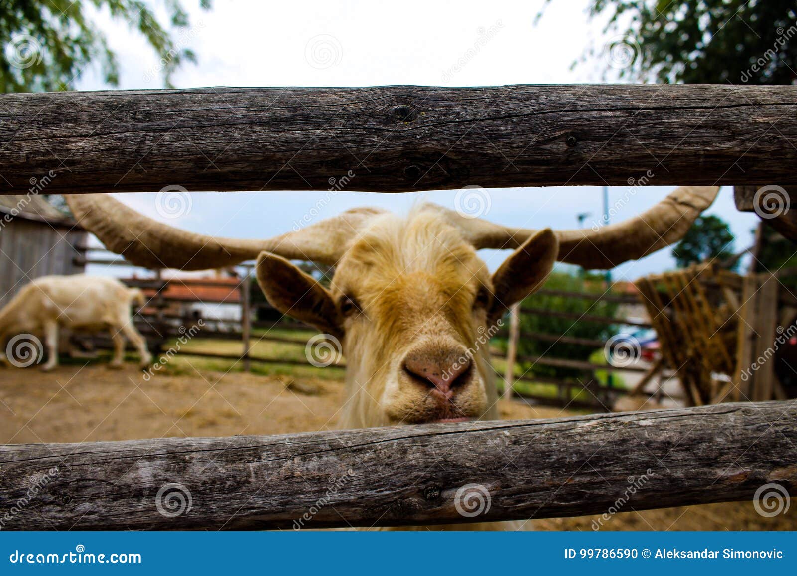 Funny goat stock photo. Image of waiting, goat, villige - 99786590