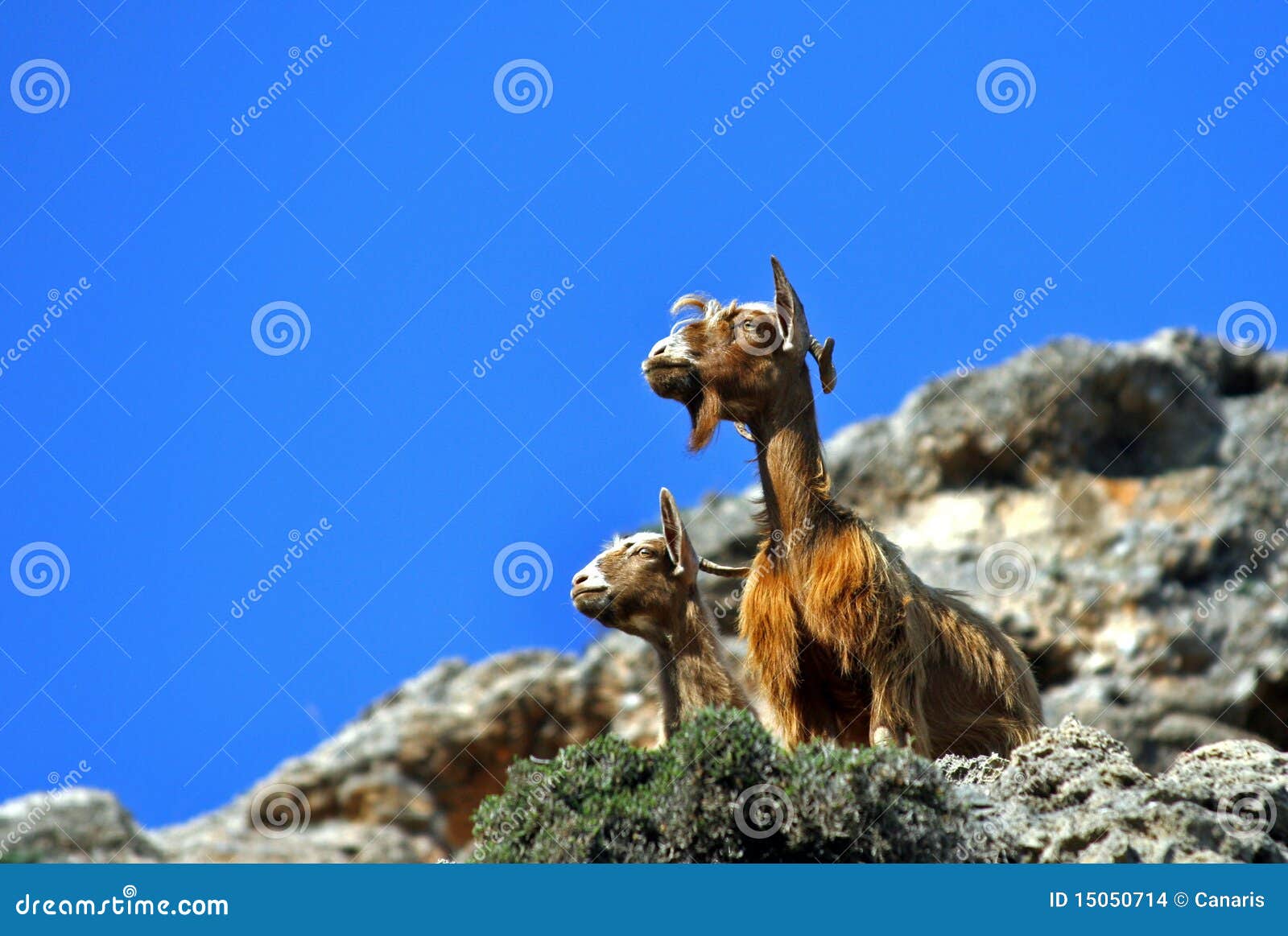 Two Funny Goats Standing With Chicken And Goose On Their Backs Stock ...