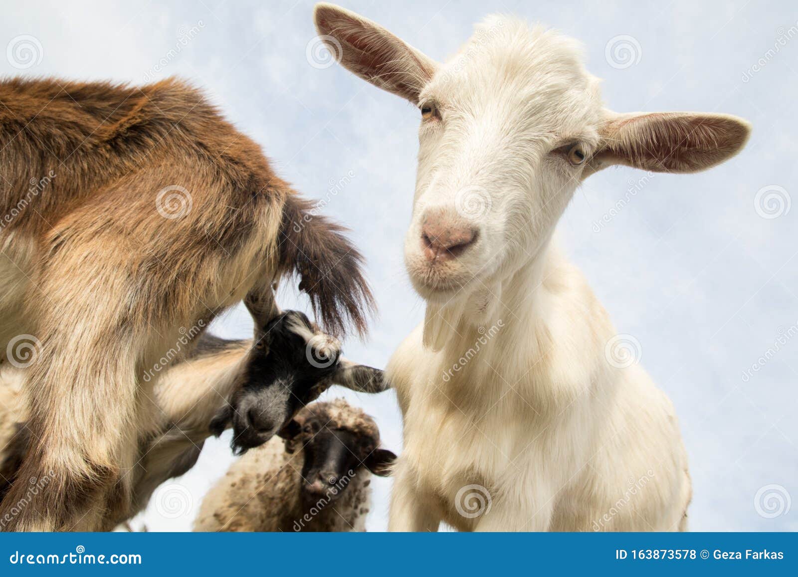 Two Funny Goats Standing With Chicken And Goose On Their Backs Stock ...