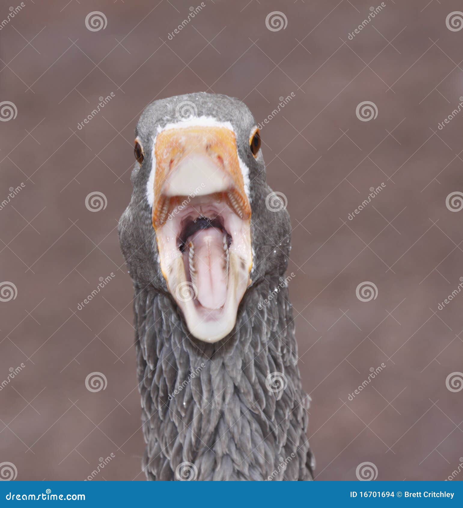 Goose Stock Photography | CartoonDealer.com #64442018