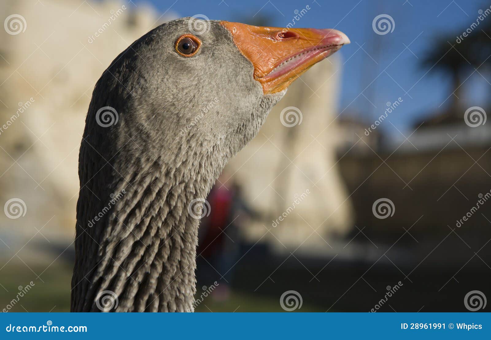 Funny goose stock image. Image of horizontal, anatidae - 28961991