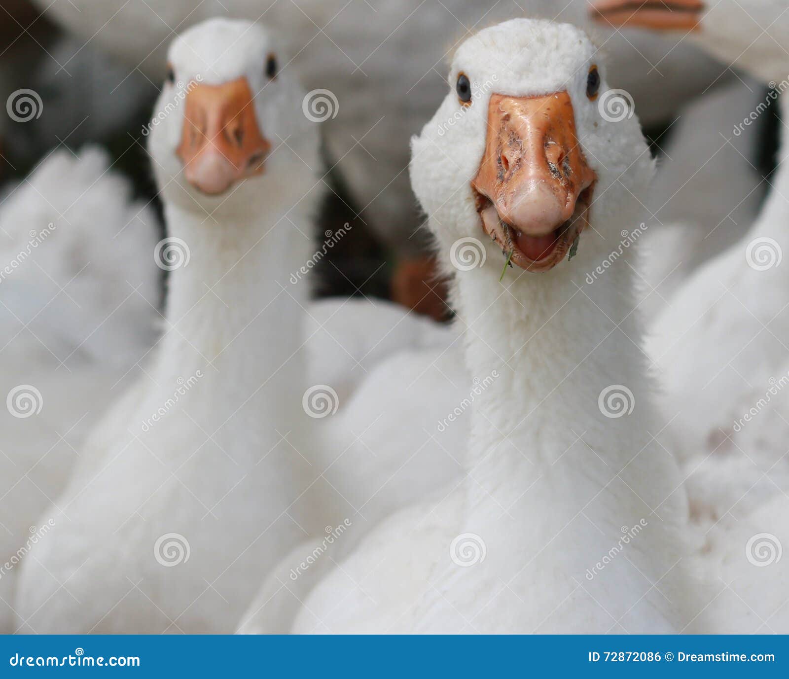Funny Goose stock photo. Image of countryside, neck, white - 72872086