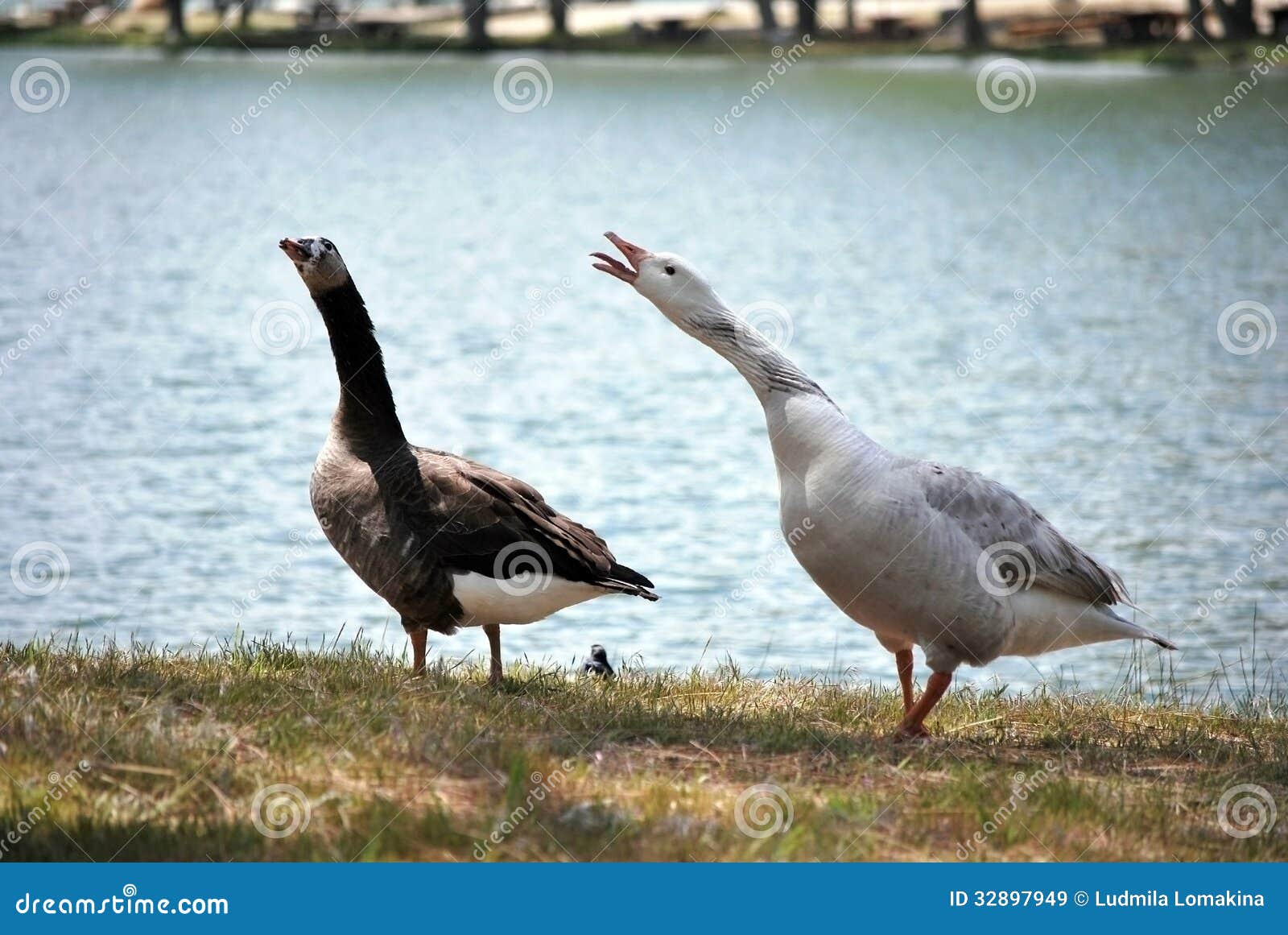 Funny goose stock image. Image of birds, funny, pets - 32897949