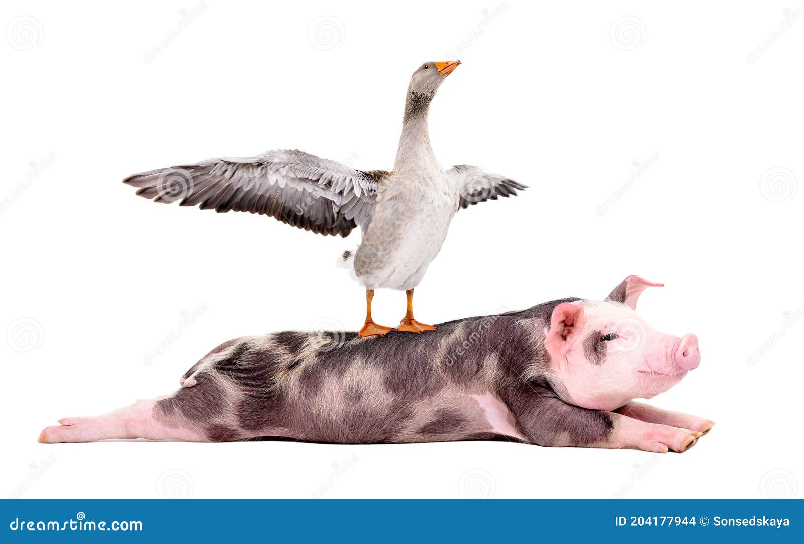 Funny Pig Back Side Stock Photos - Free & Royalty-Free Stock Photos ...