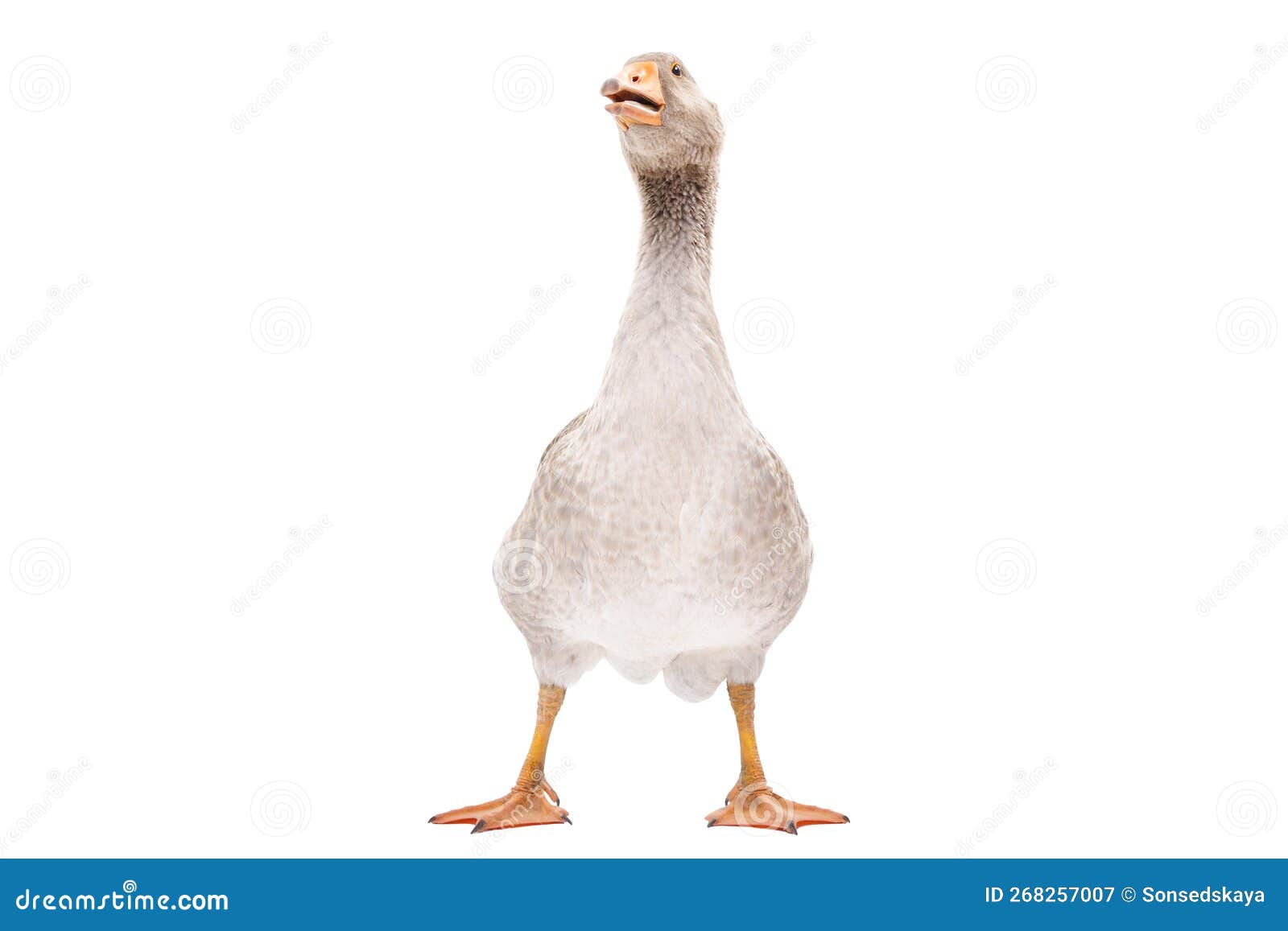 Funny Goose on a White Background Stock Image - Image of avian, beak ...