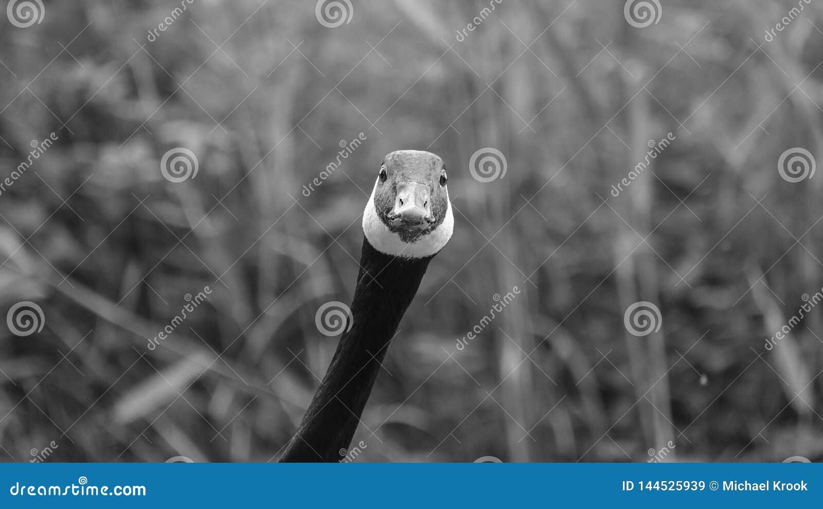 Funny goose stock image. Image of funny, natural, little - 144525939