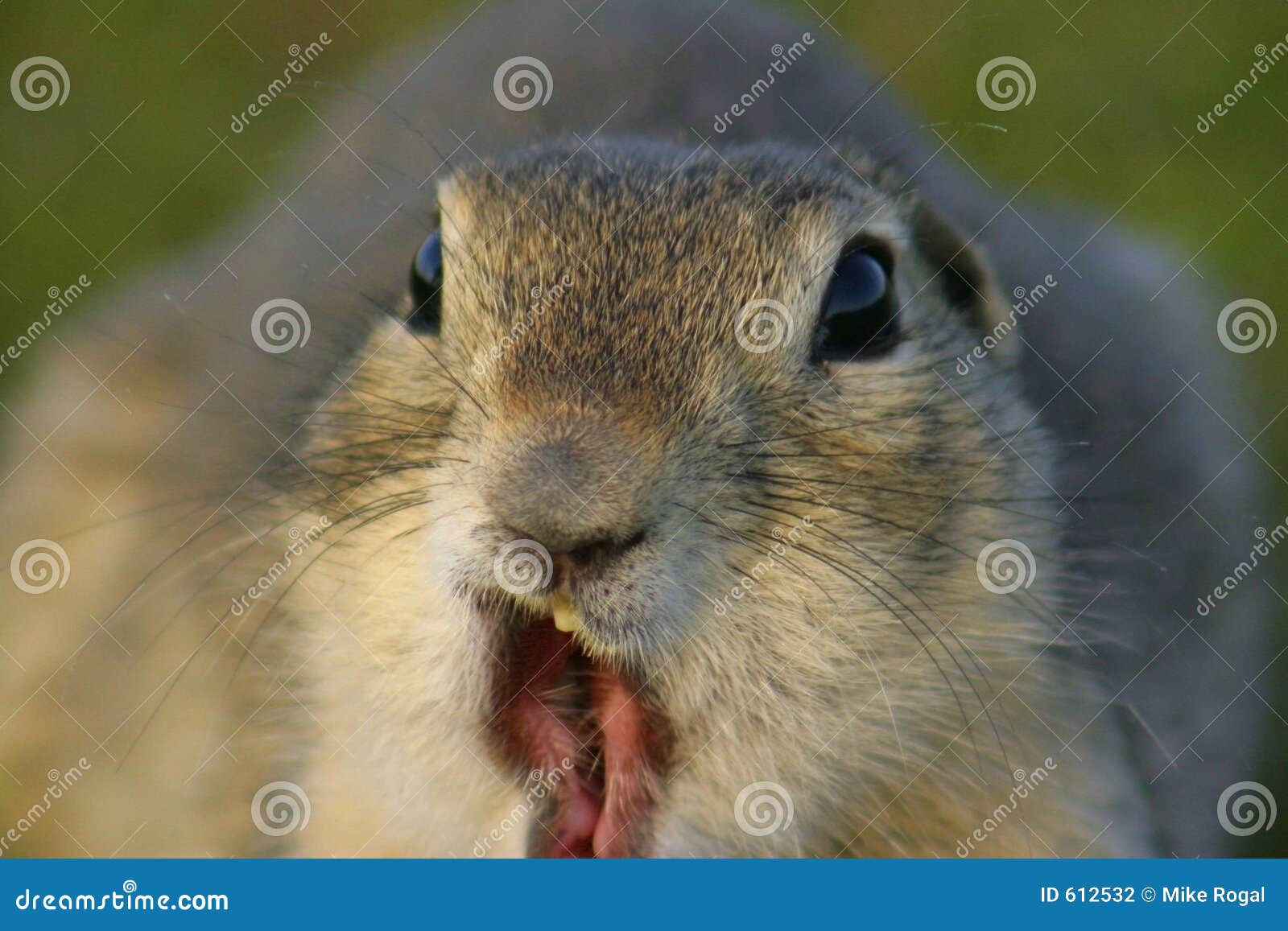 Funny Gopher Face stock photo. Image of gopher, mouth, prairie - 612532