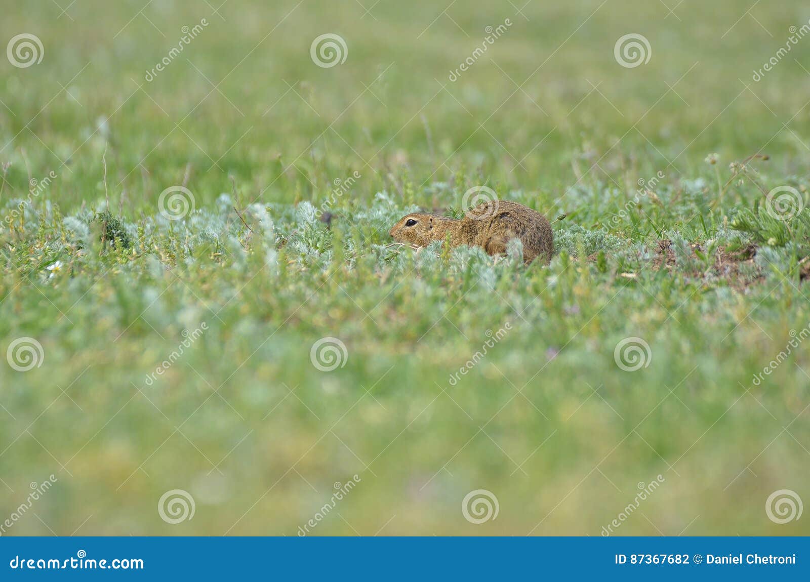 Funny Gopher In The Park Stock Photography | CartoonDealer.com #232422206