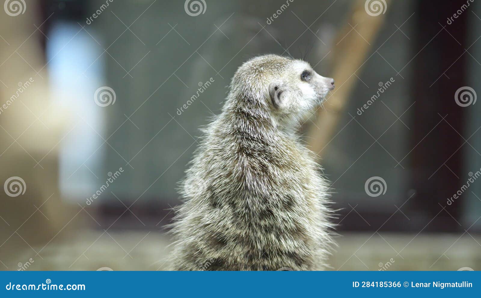 Funny Gopher Stands on Paws Looking Around in Aviary Stock Footage ...