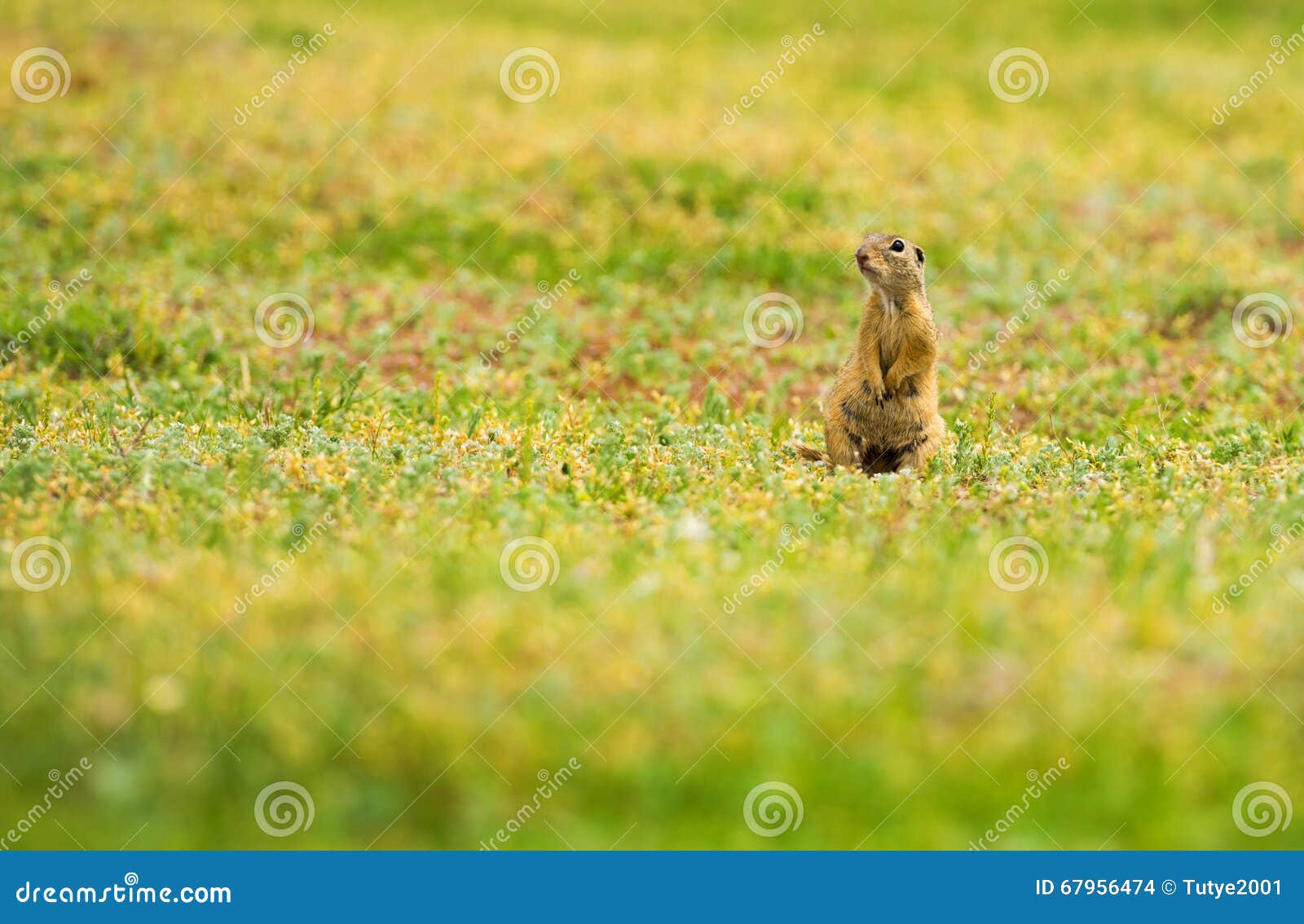 Funny Gopher Stands On Paws Looking Around In Aviary Stock Photography ...