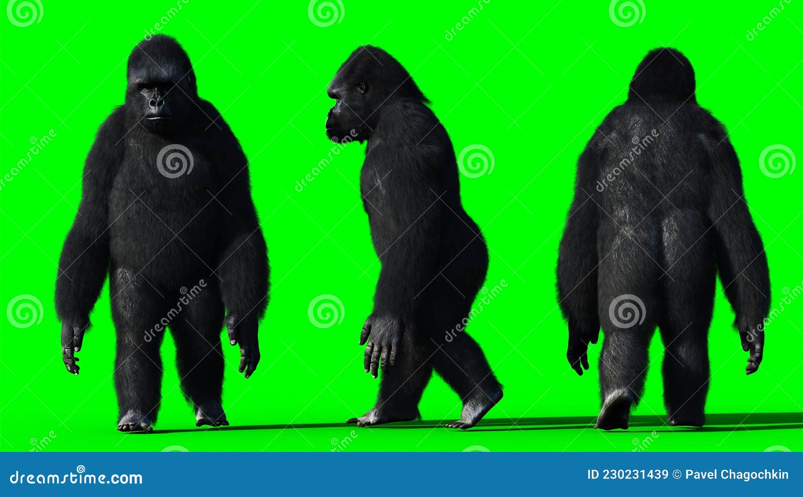 Funny Gorilla. Realistic Fur. Green Screen. 3d Rendering. Stock ...