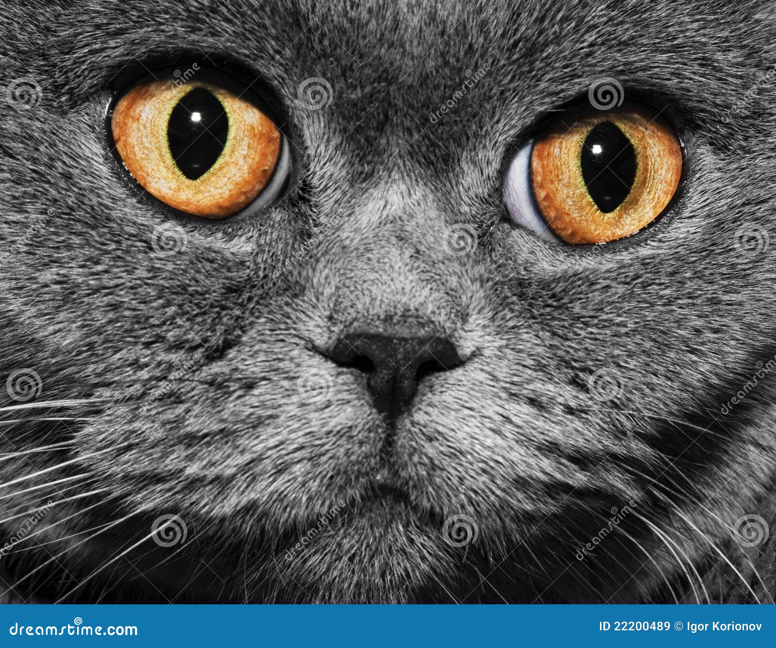 Funny gray British cat stock image. Image of hair, britain - 22200489