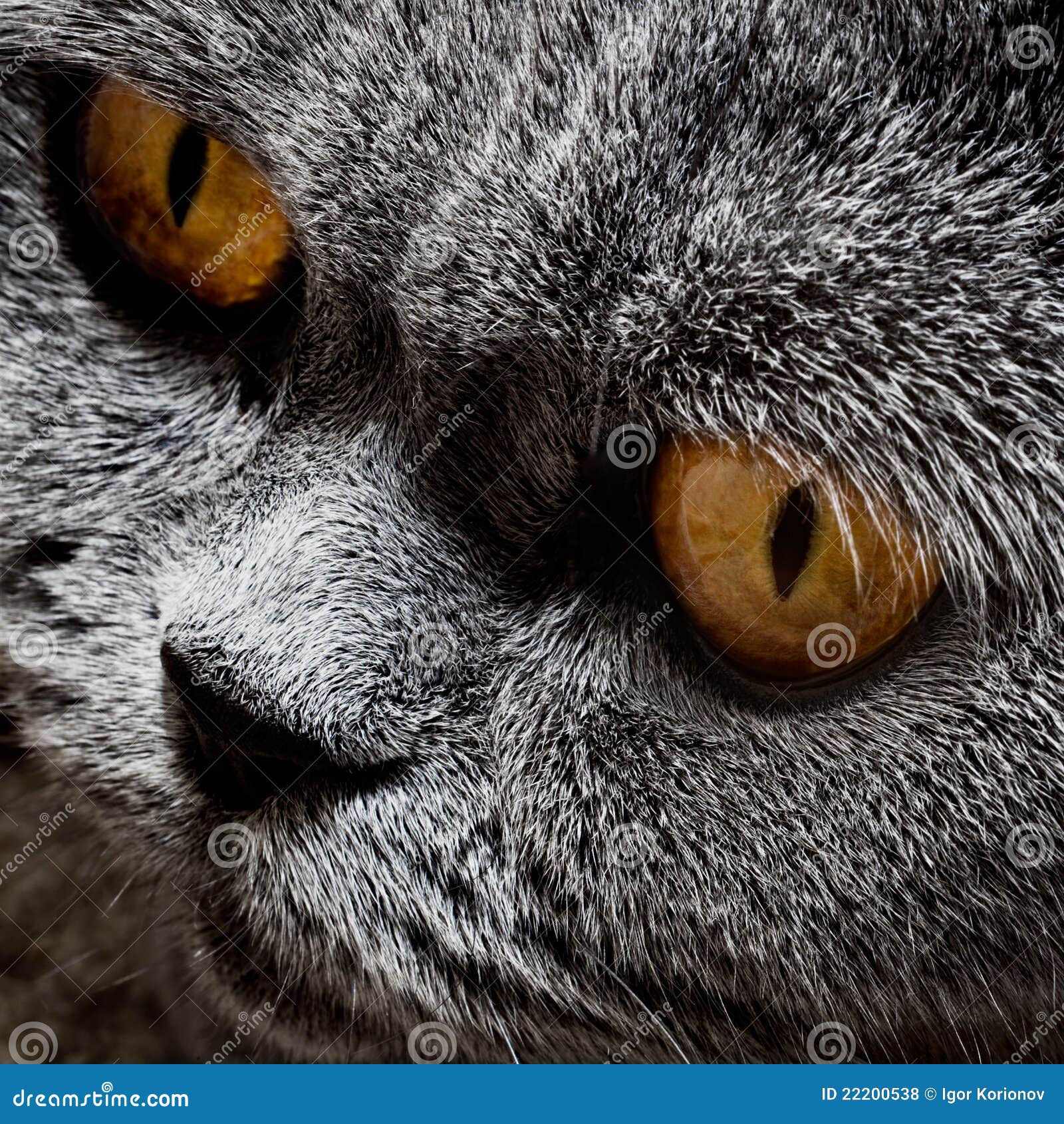 Funny Gray British Cat Royalty Free Stock Photos - Image: 22200538