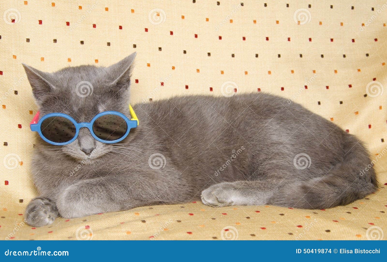 Funny Gray British Cat with Sunglasses Stock Photo - Image of funny ...