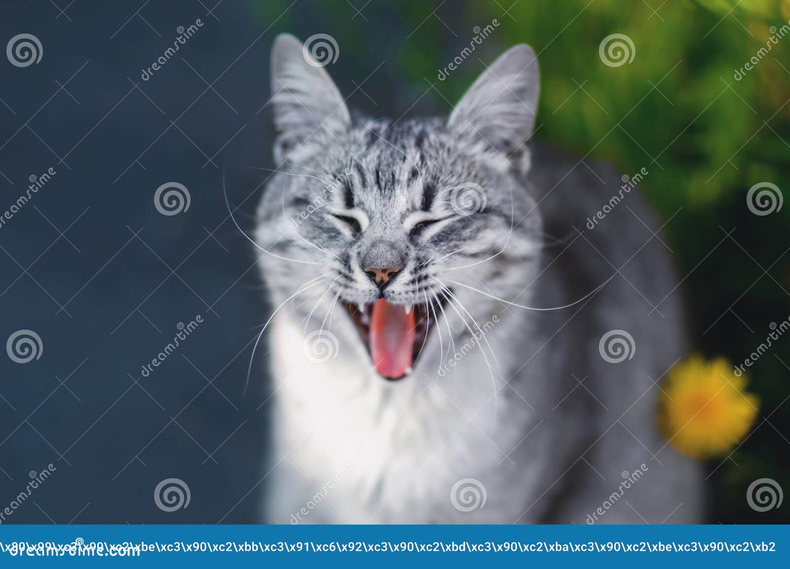 Funny Gray Cat Shouts and Smile Stock Photo - Image of grey, face ...
