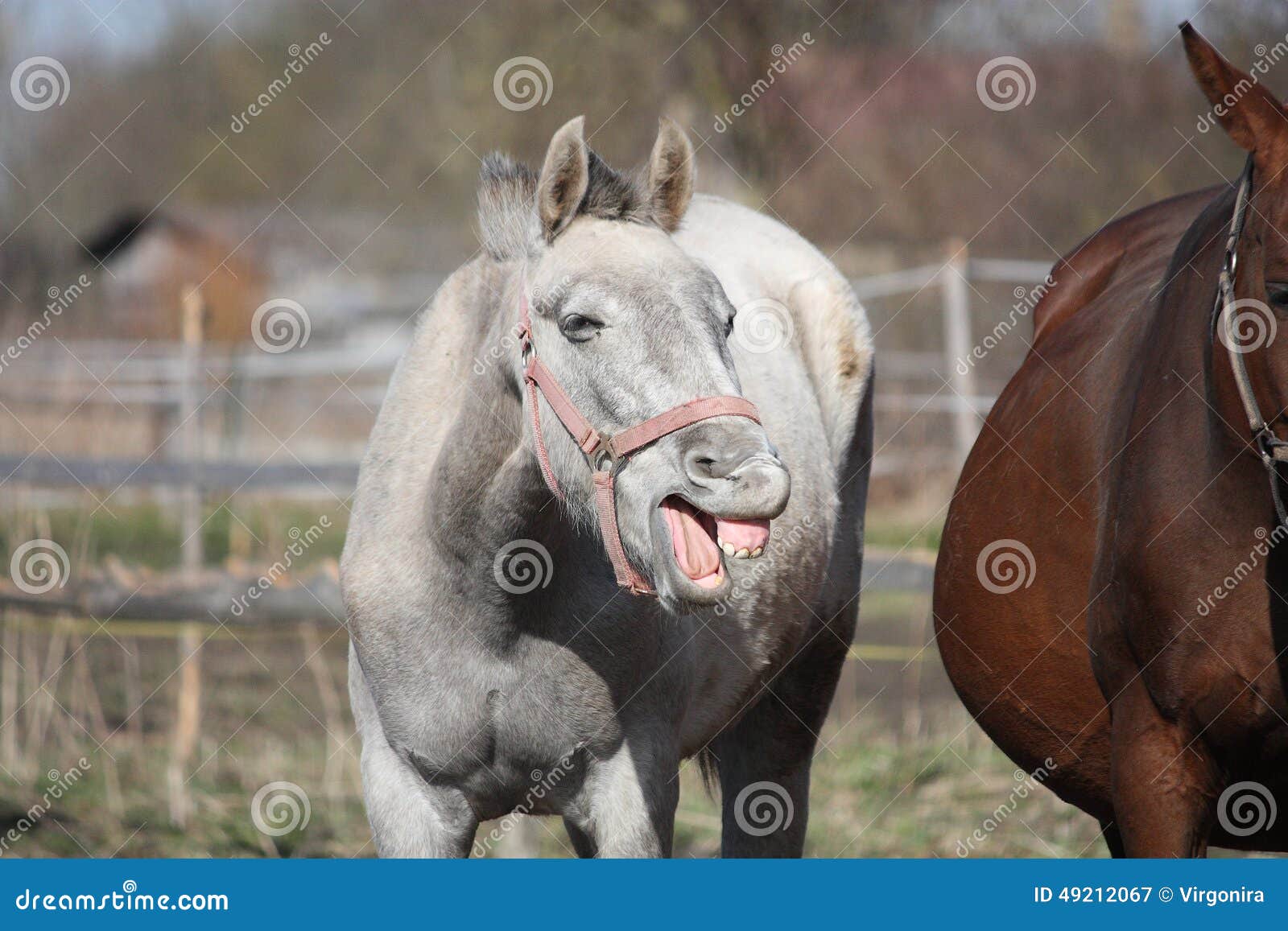 Funny gray horse yawning stock image. Image of mouth - 49212067