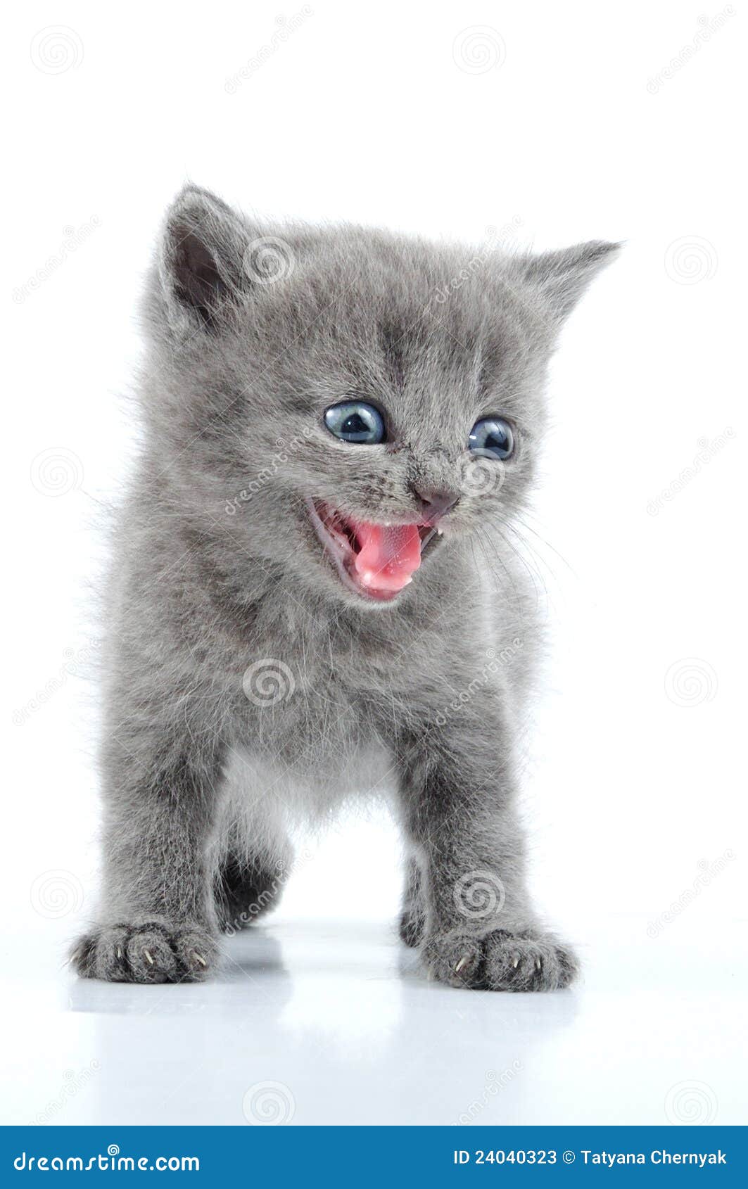 Funny gray kitten stock image. Image of playful, beast - 24040323