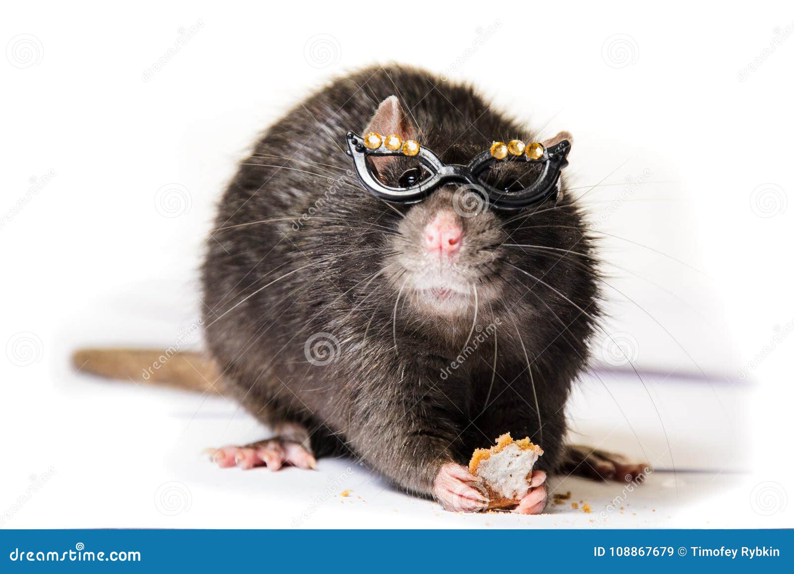 Funny Gray Rat in Small Glasses Stock Image - Image of looking, house ...