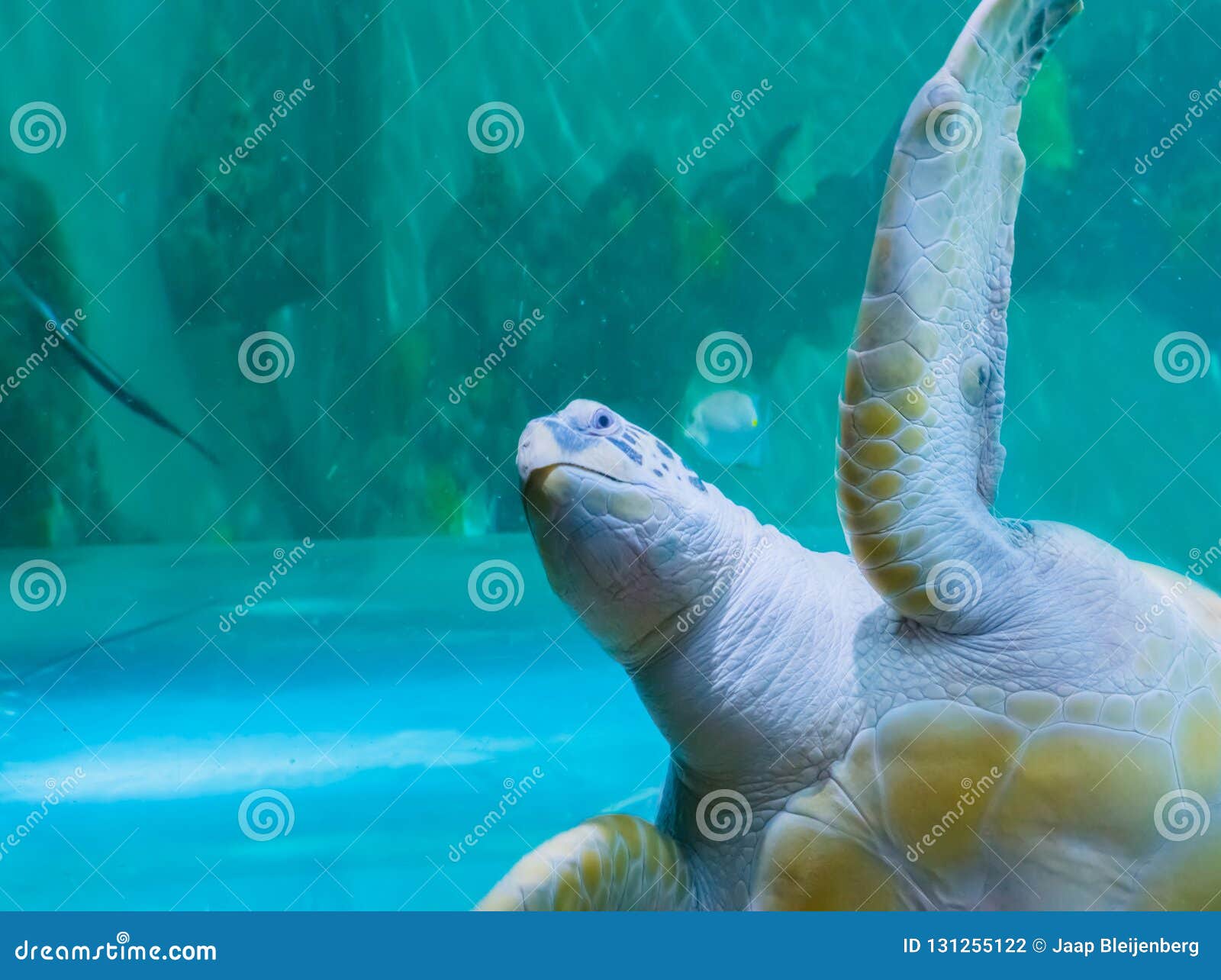 Funny Turtle Angry Stock Photos - Free & Royalty-Free Stock Photos from ...