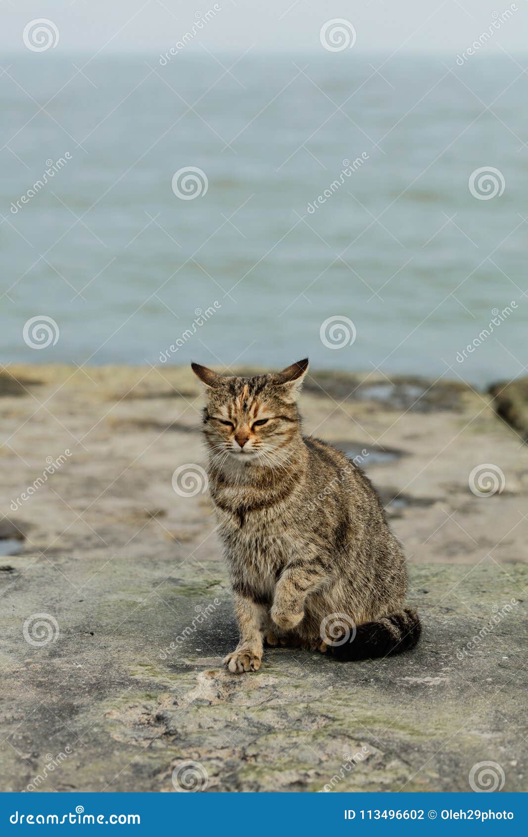Funny Grey Cat on the Beach Against the Sea. Stock Photo - Image of ...