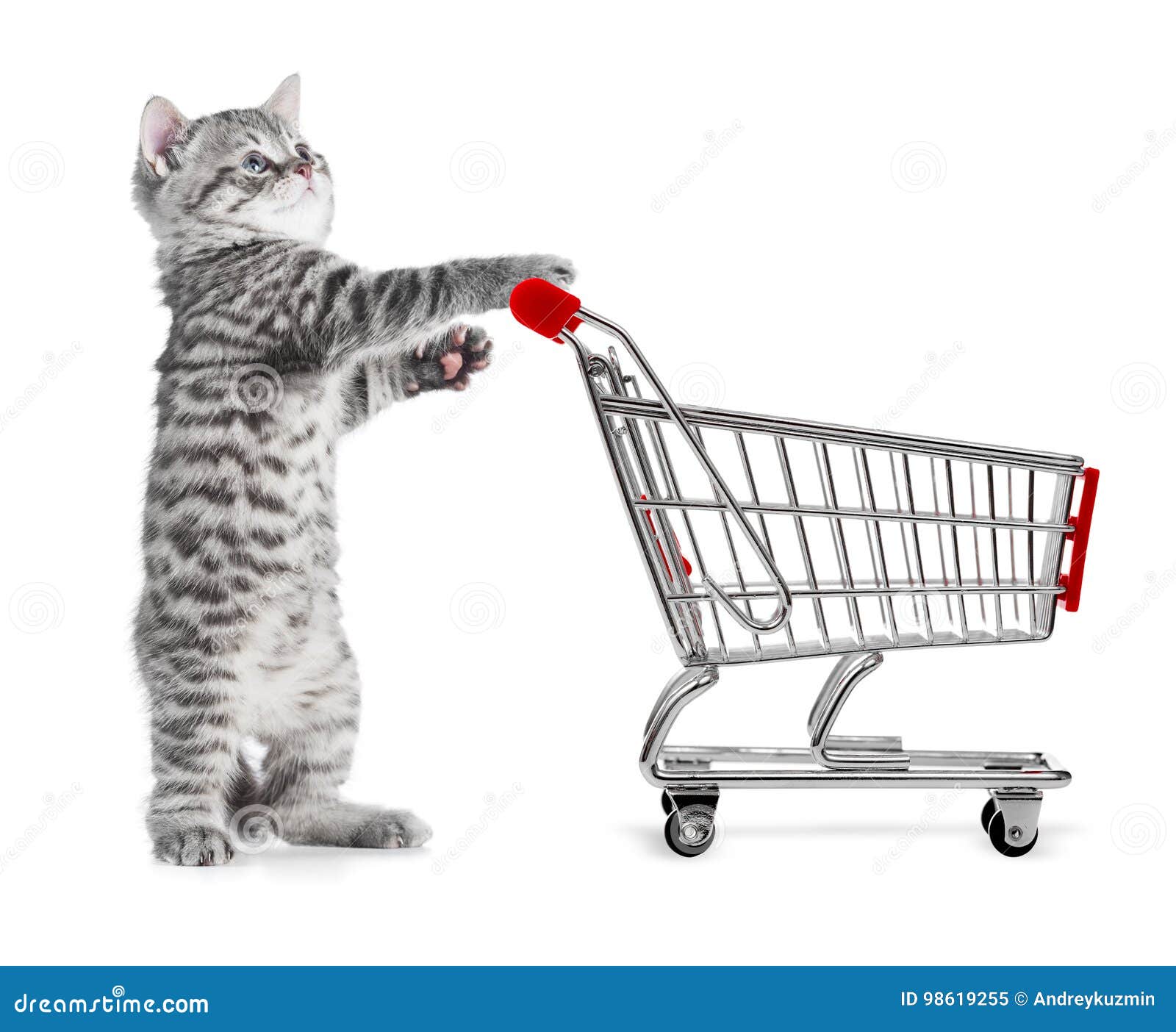 Funny Grey Cat Standing with Shopping Cart Side View Stock Image ...