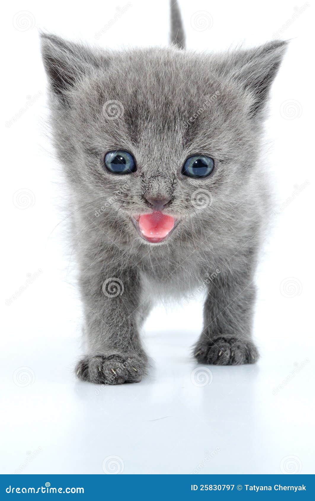 Funny grey kitten stock image. Image of looking, feline - 25830797