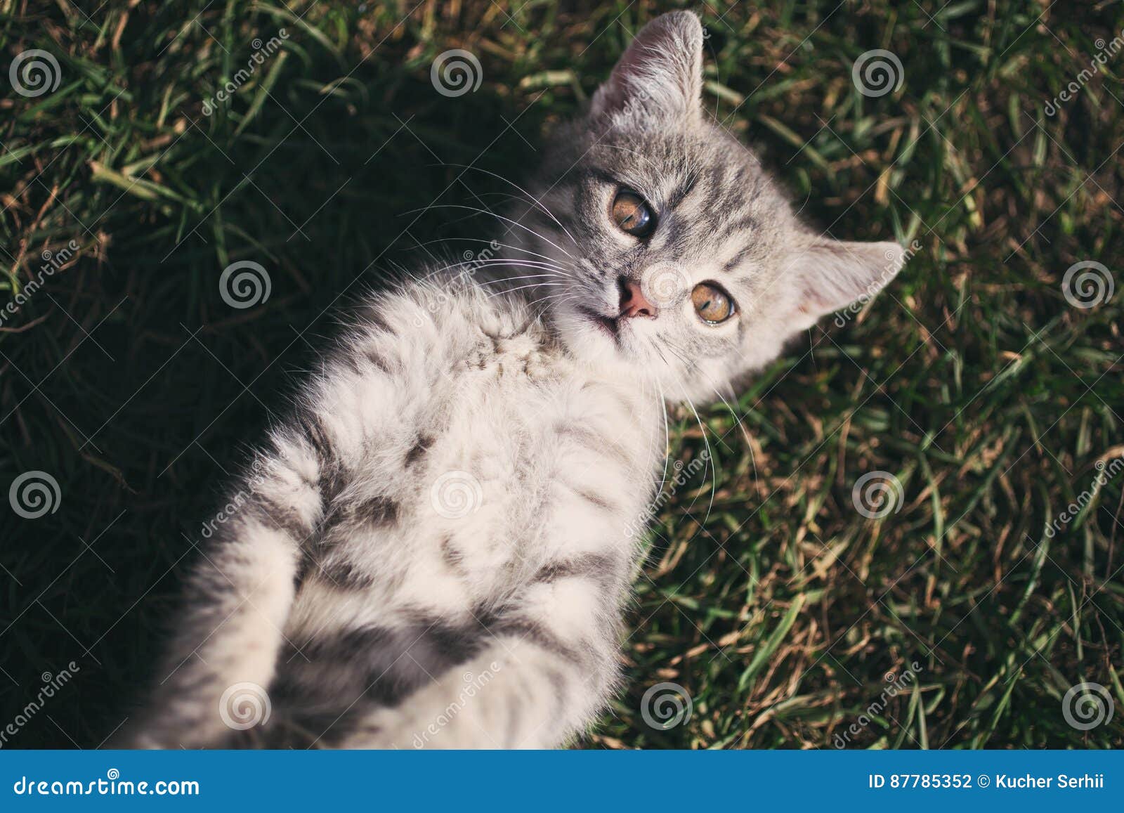 Funny grey kitten stock photo. Image of mammal, kitten - 87785352